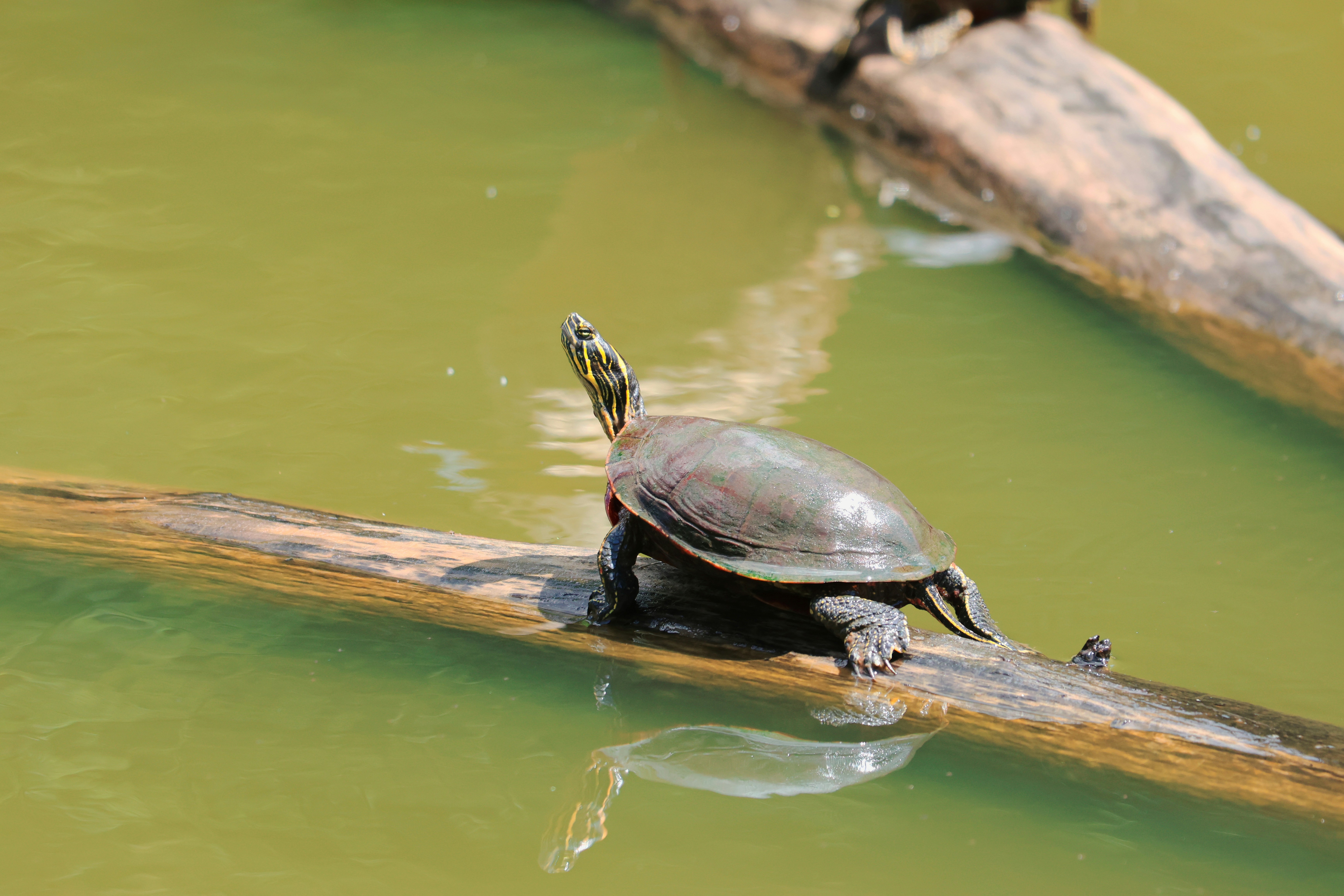 A Quiet Sunlit Moment: Turtle Resting on a Log