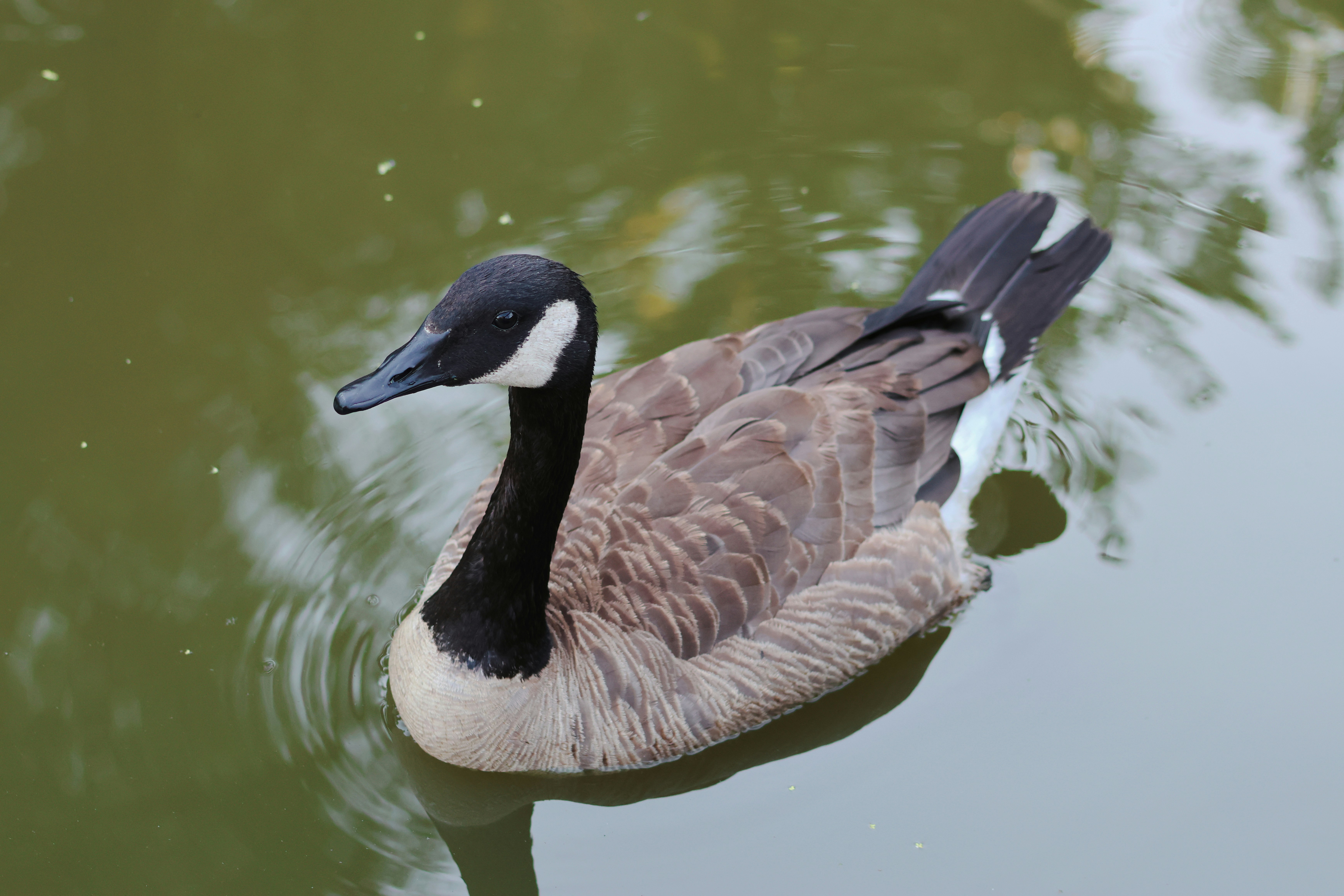 Serene Goose on a Quiet Pond