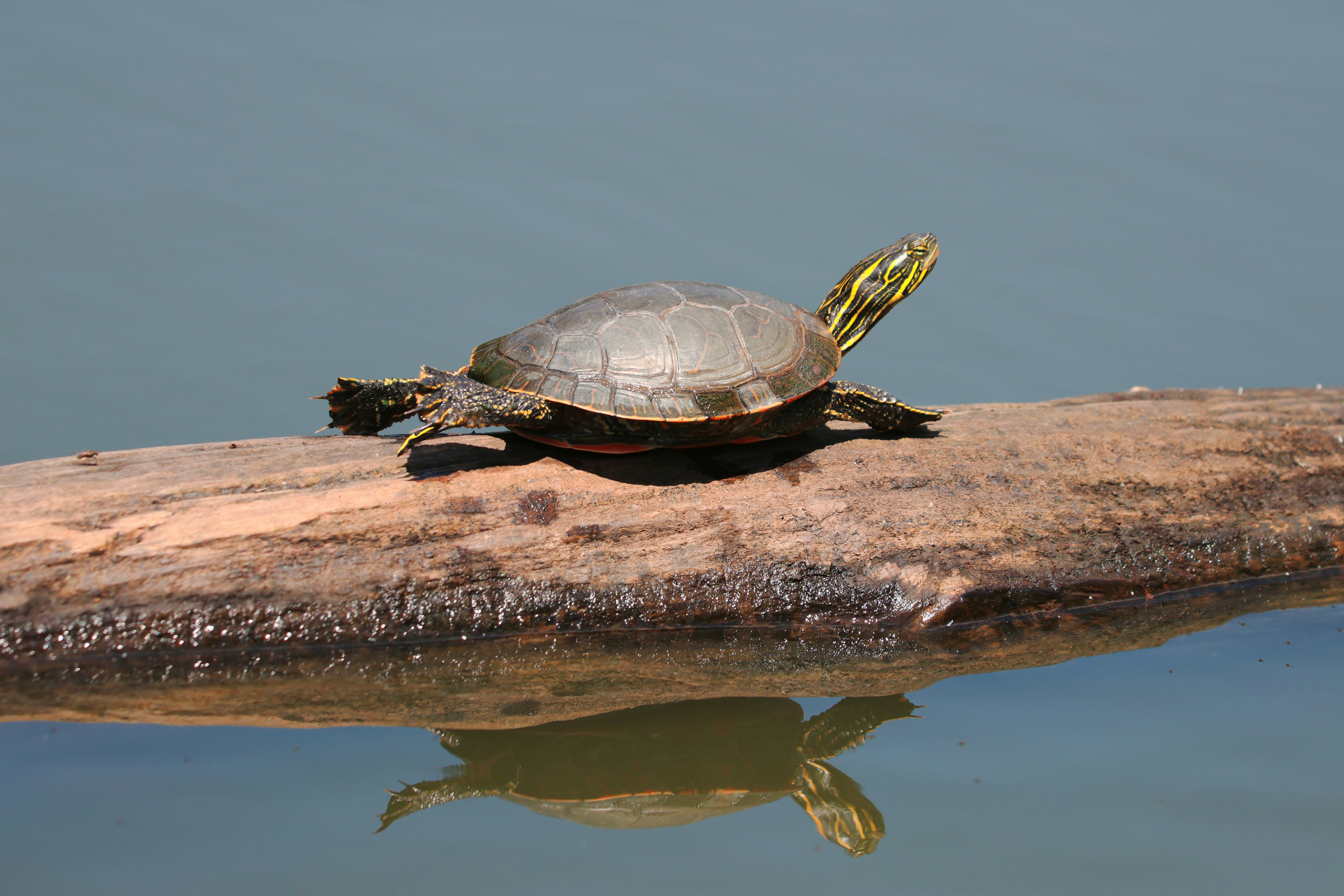 Sunlit Terrapin in Quiet River Calm