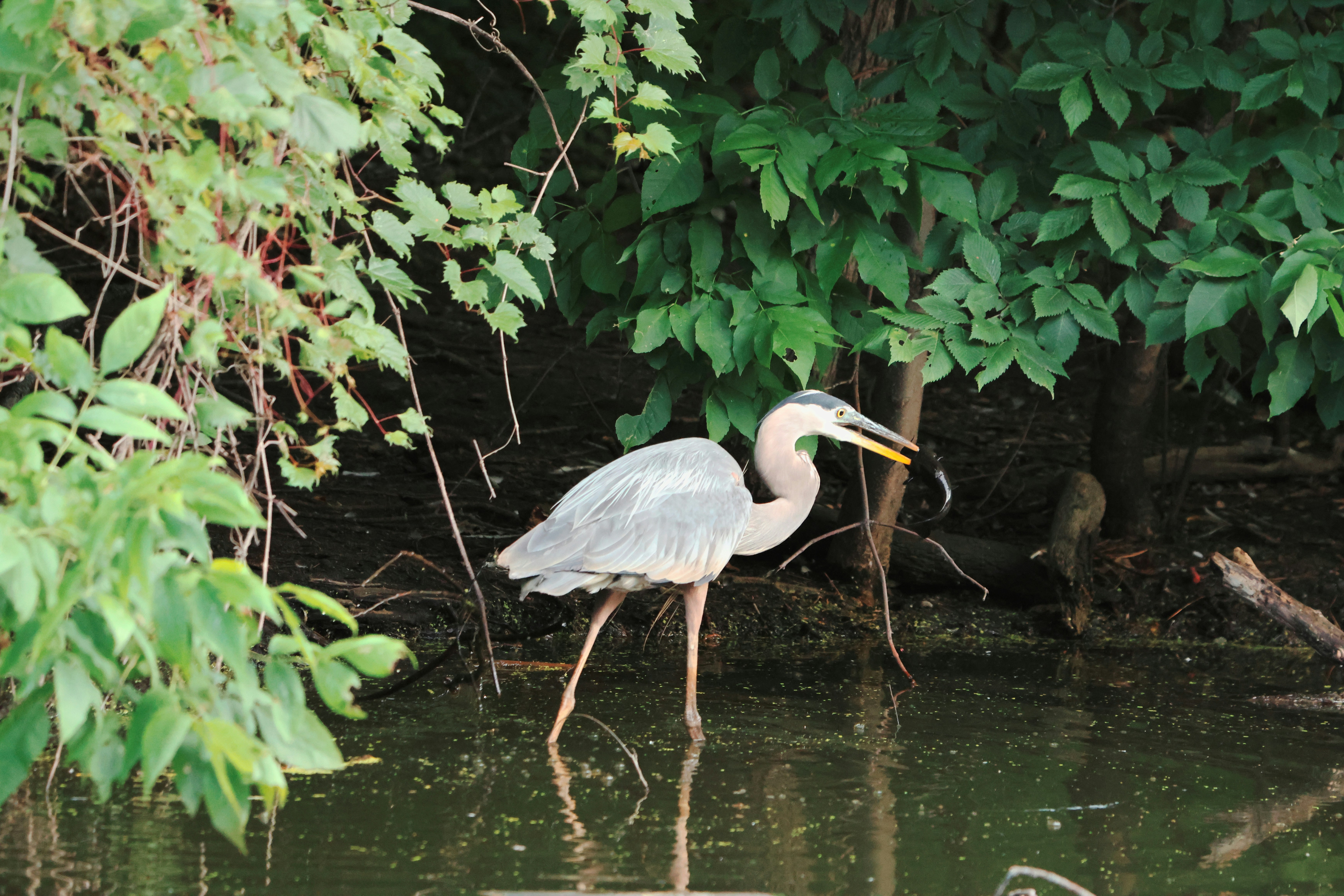 Gray Heron in Reed-Edge Waterside