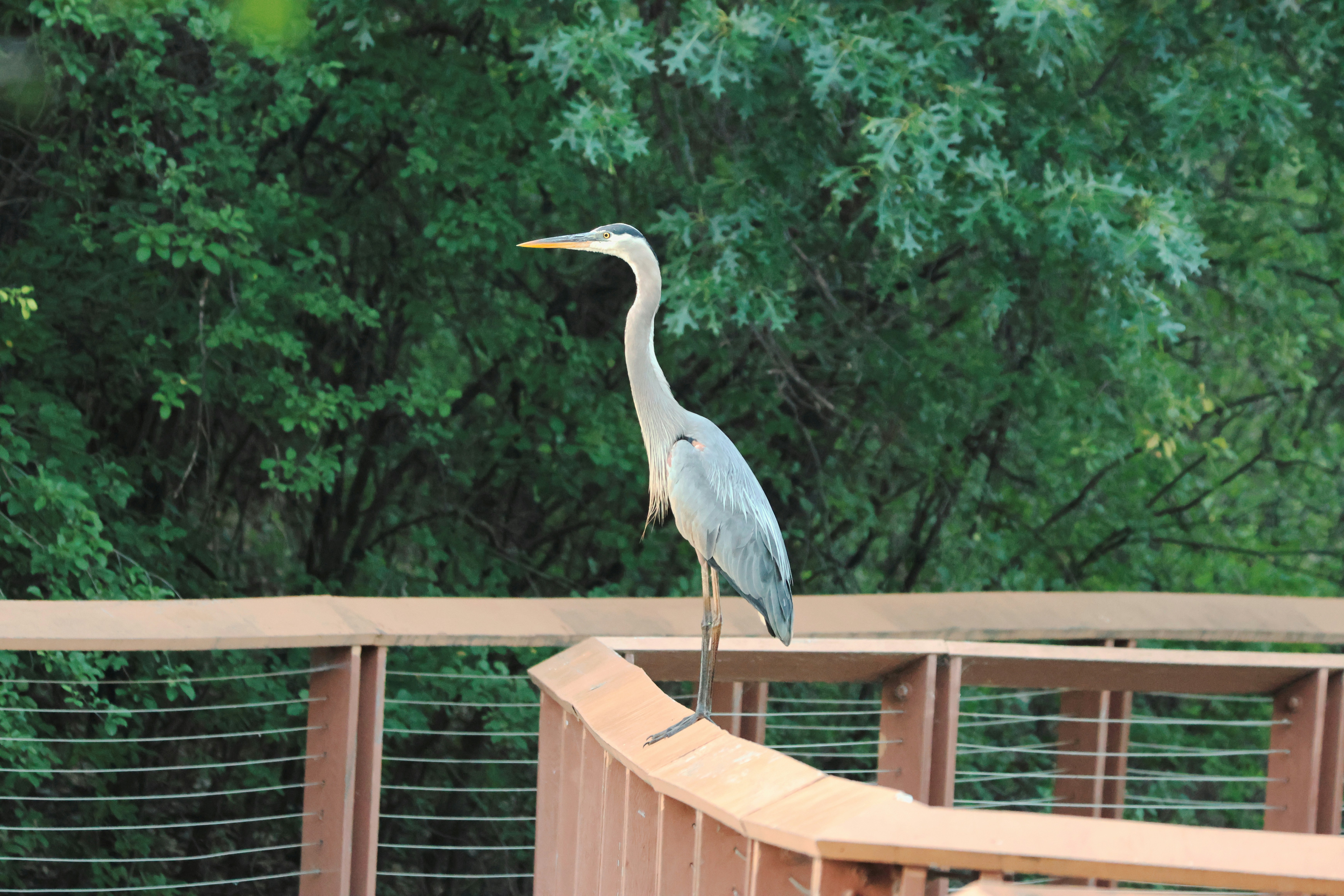 Heron on the Bridge: Quiet Watch at the Waterfront