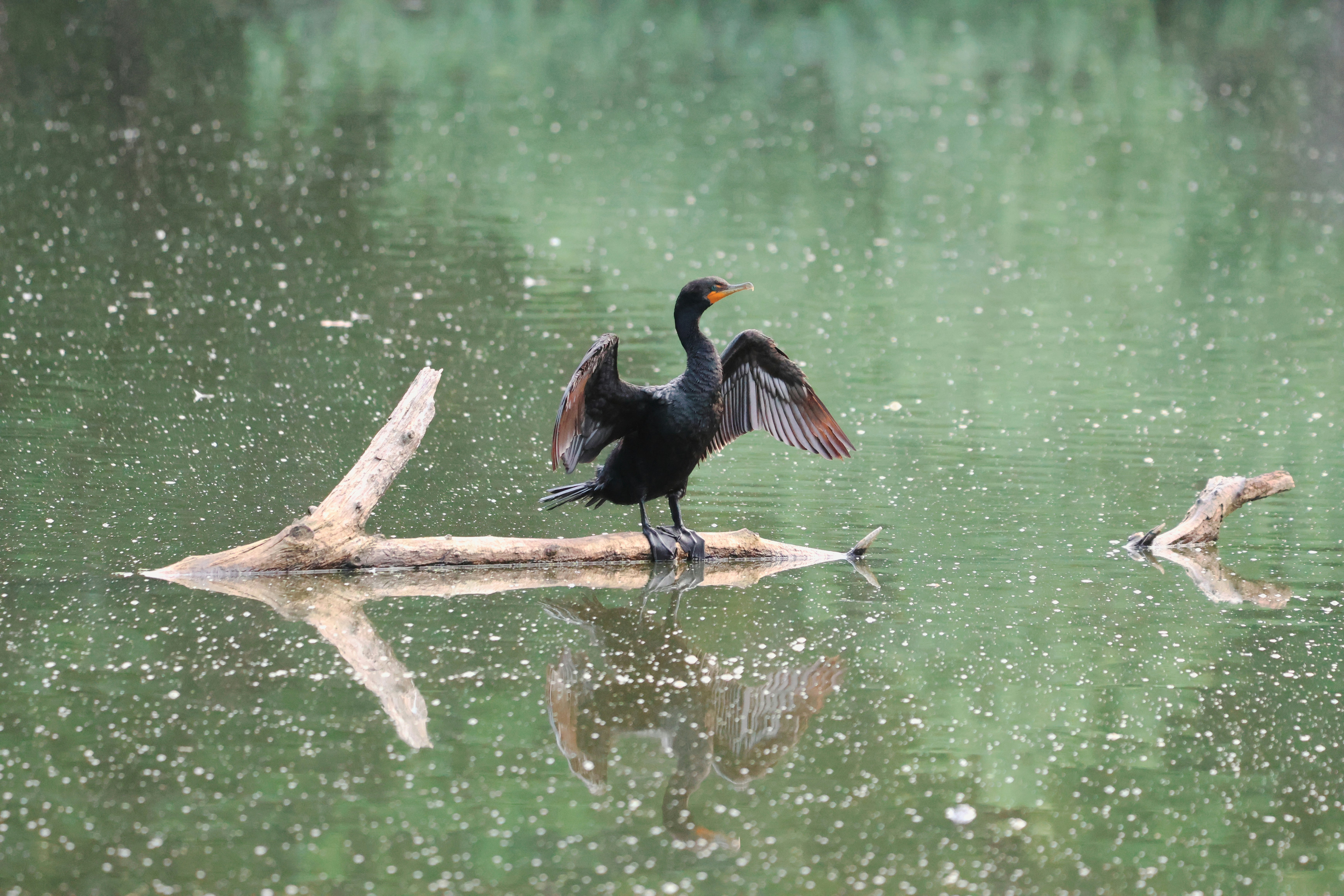 Waterborne Elegance: Landing on a Log