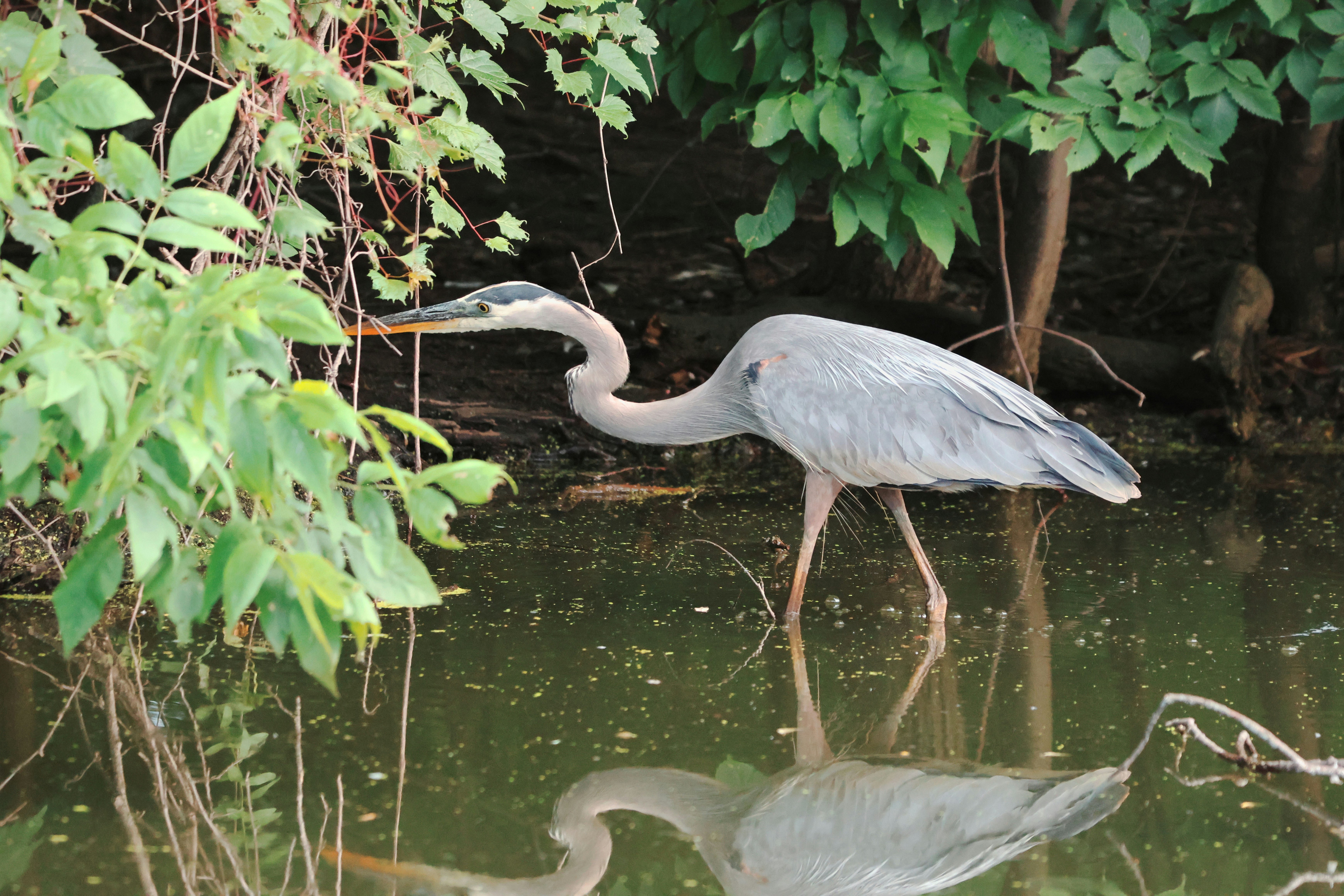 Gray Heron in Shallow Stillness