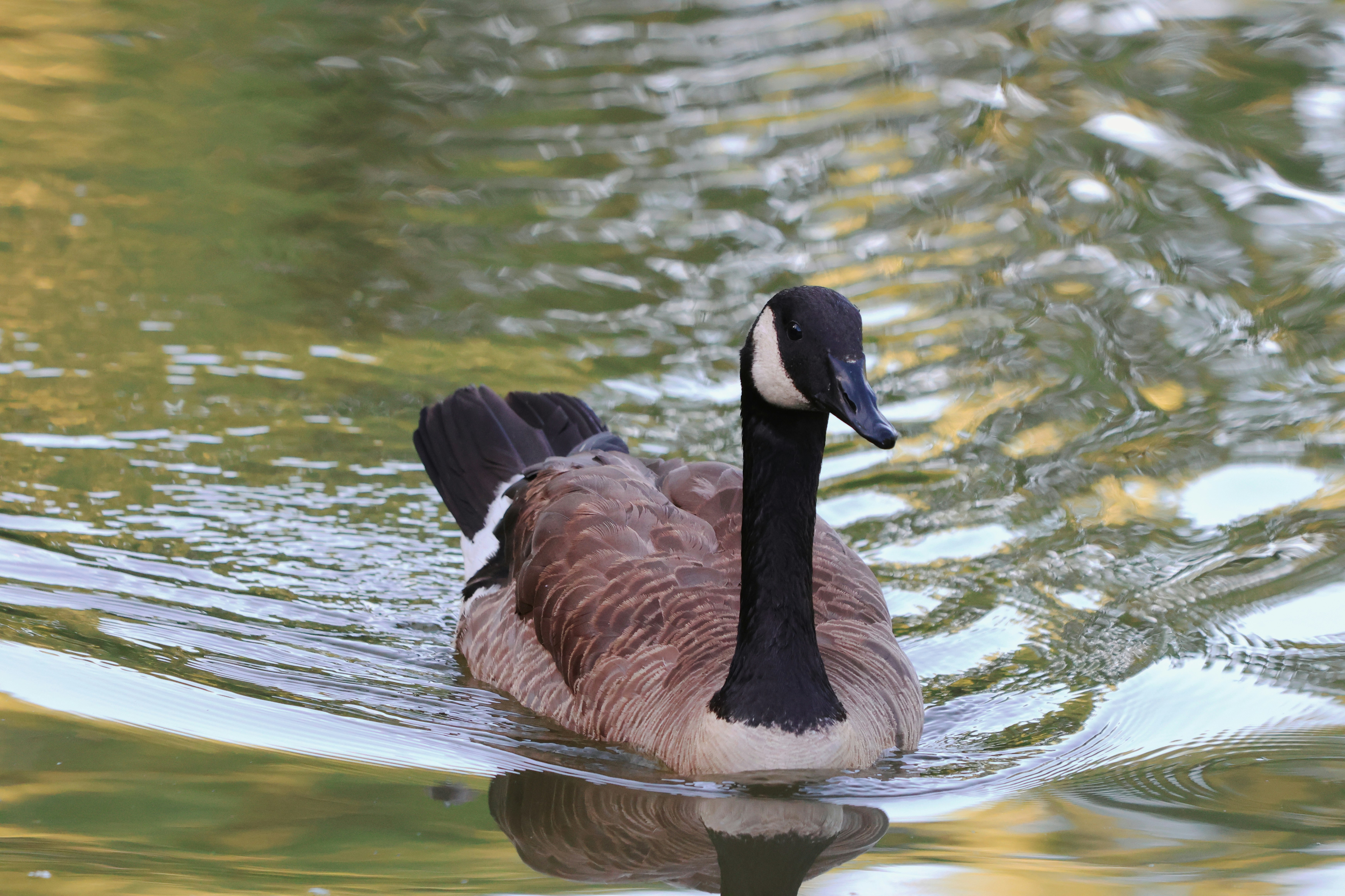 Graceful Glide: A Canada Goose Streaks Across a Mirror-like Pond