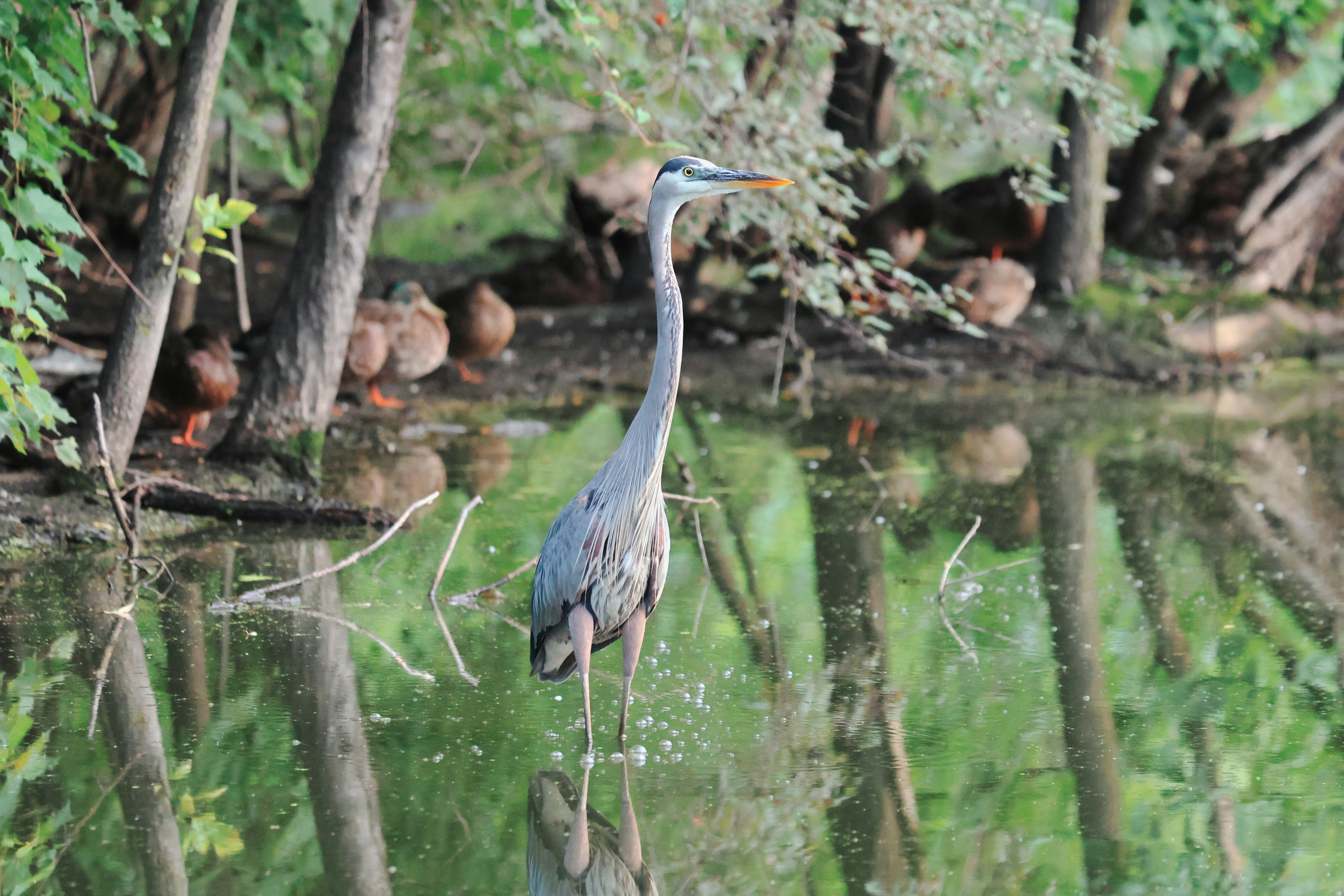 Silent Watcher of the Wetland: Blue Heron among Mirror-Still Reflections