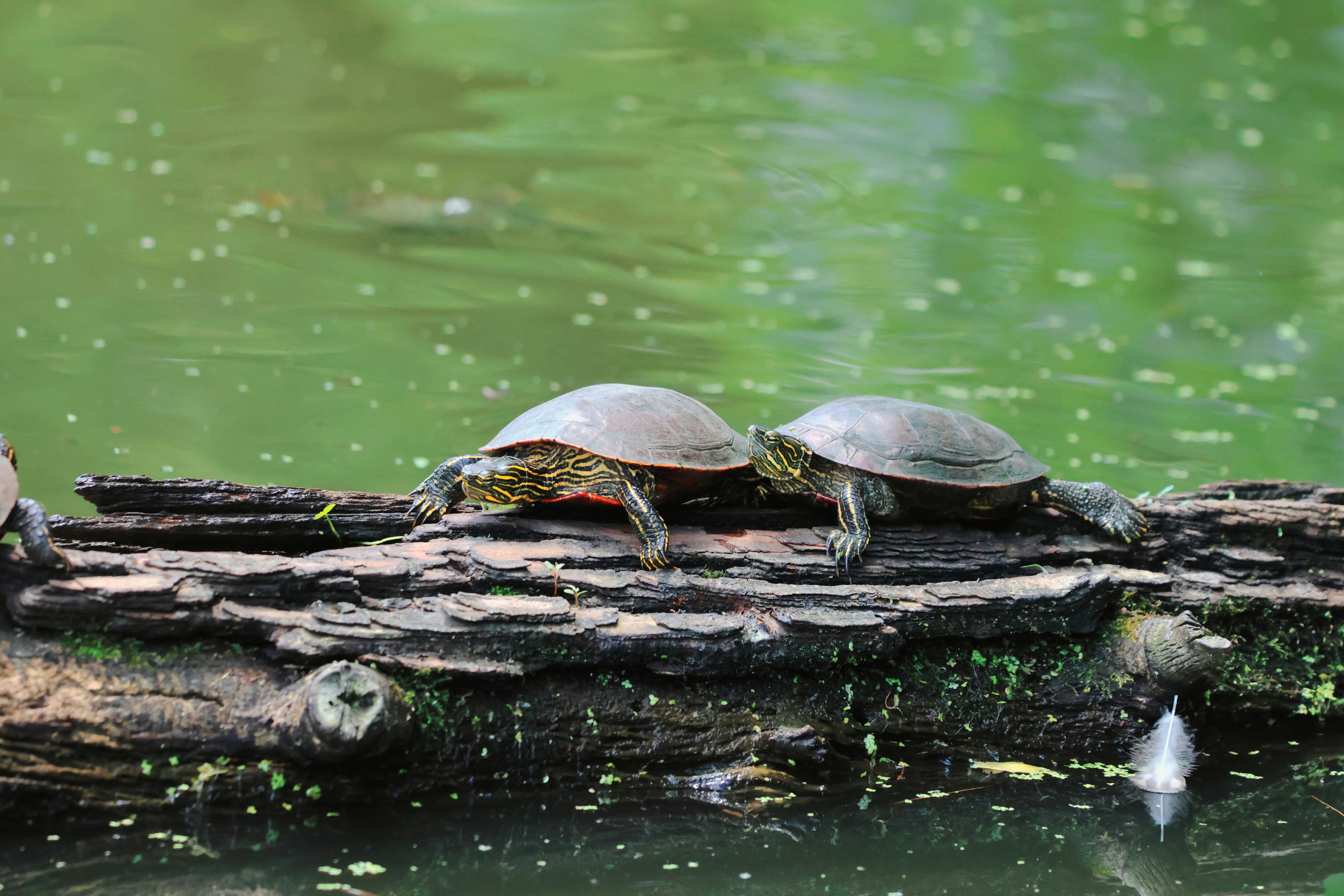 Two Turtles Resting on a Log Above Quiet Water