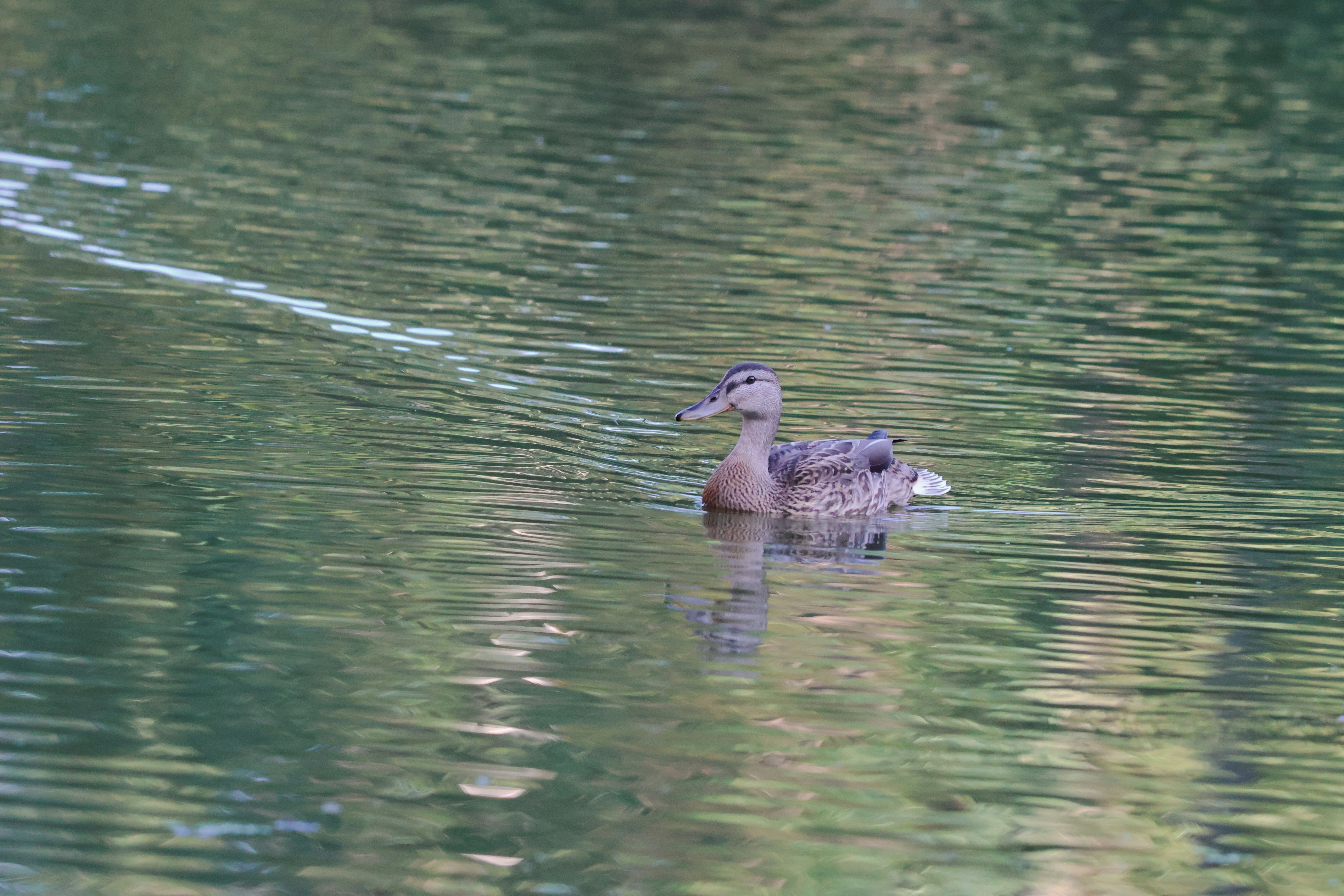 Subtle Glide: a lone duck on a glassy green lake
