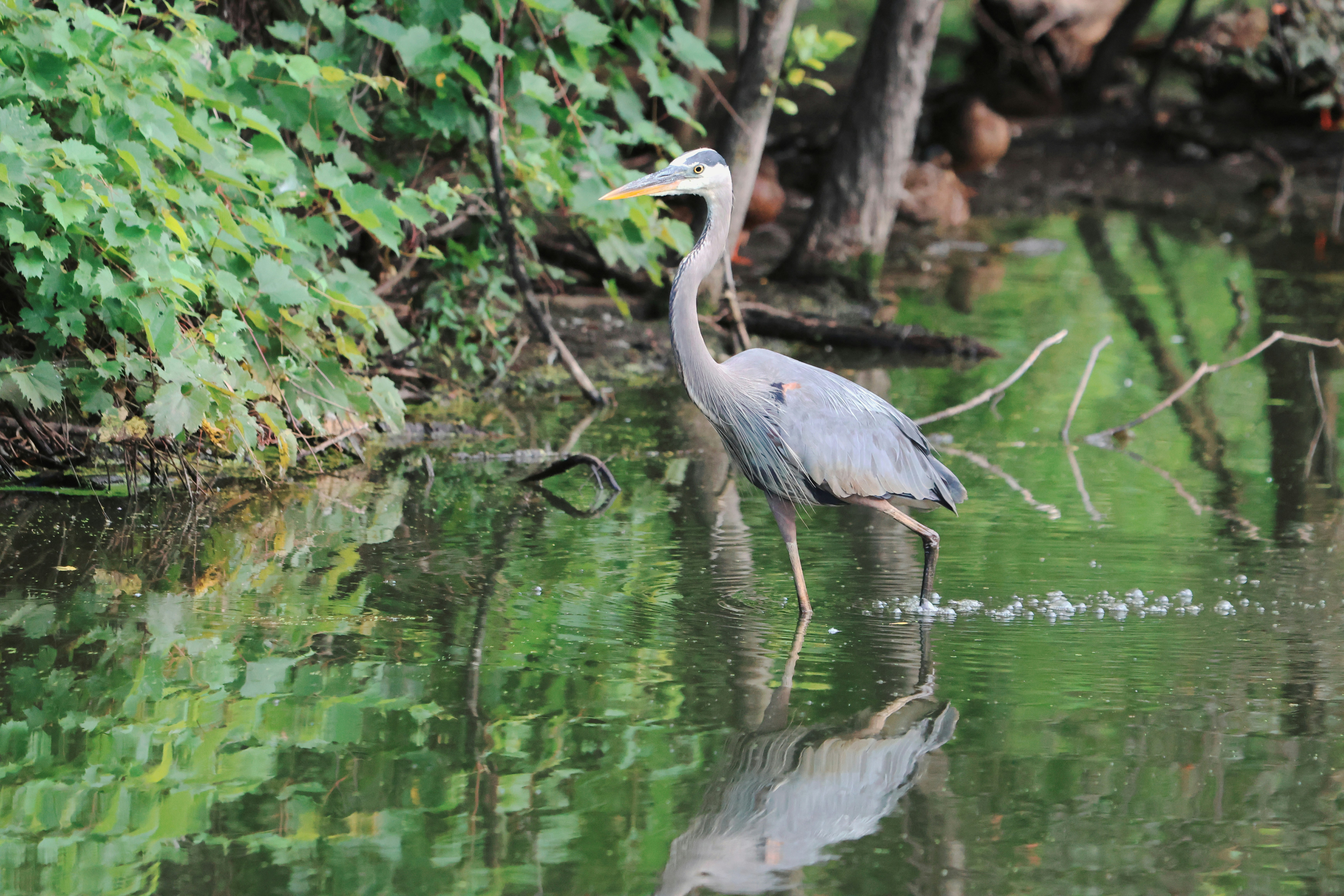 Heron in Quiet Reflection at the Water’s Edge