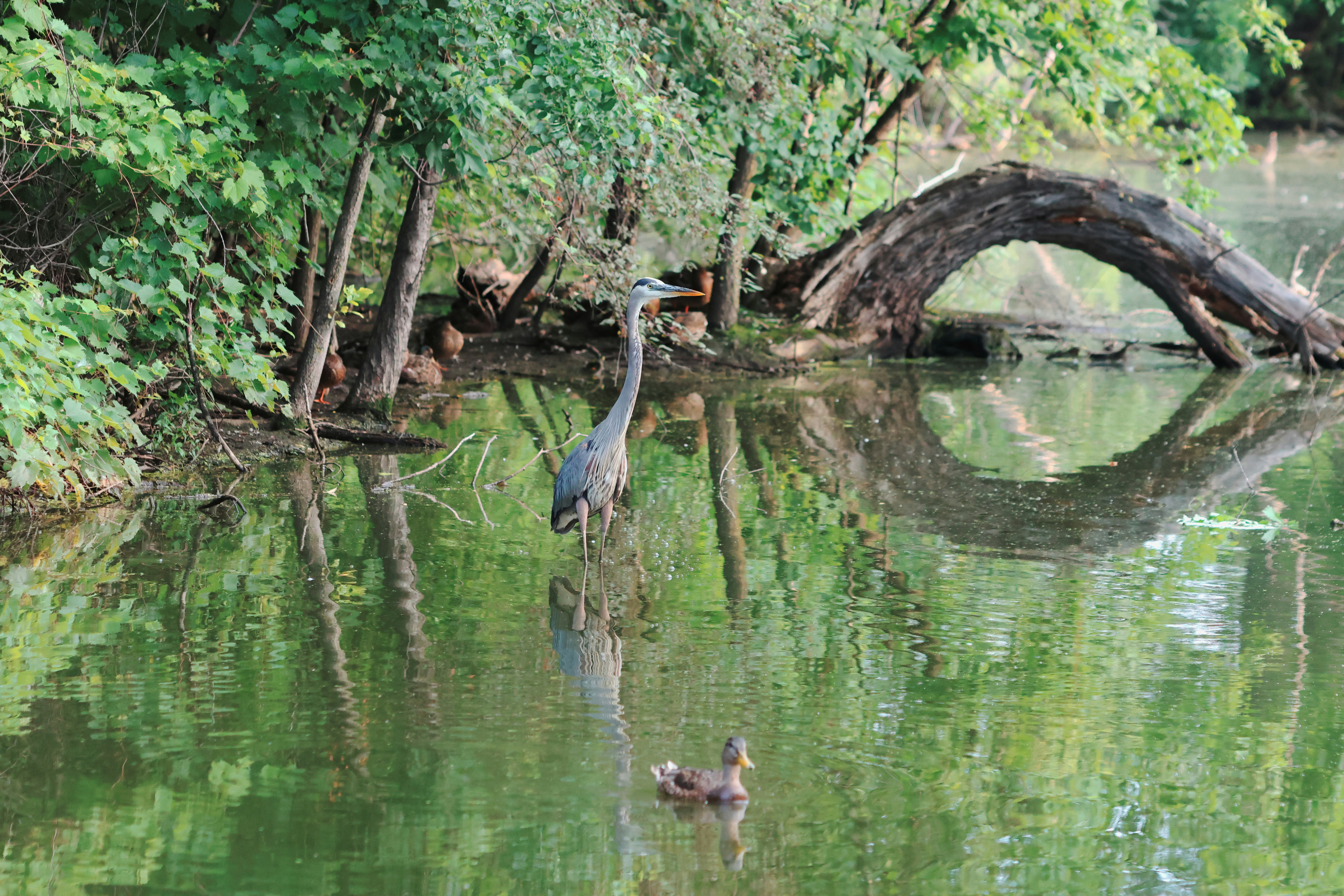 Heron at the Quiet Bend: A Moment Among Green Reflections