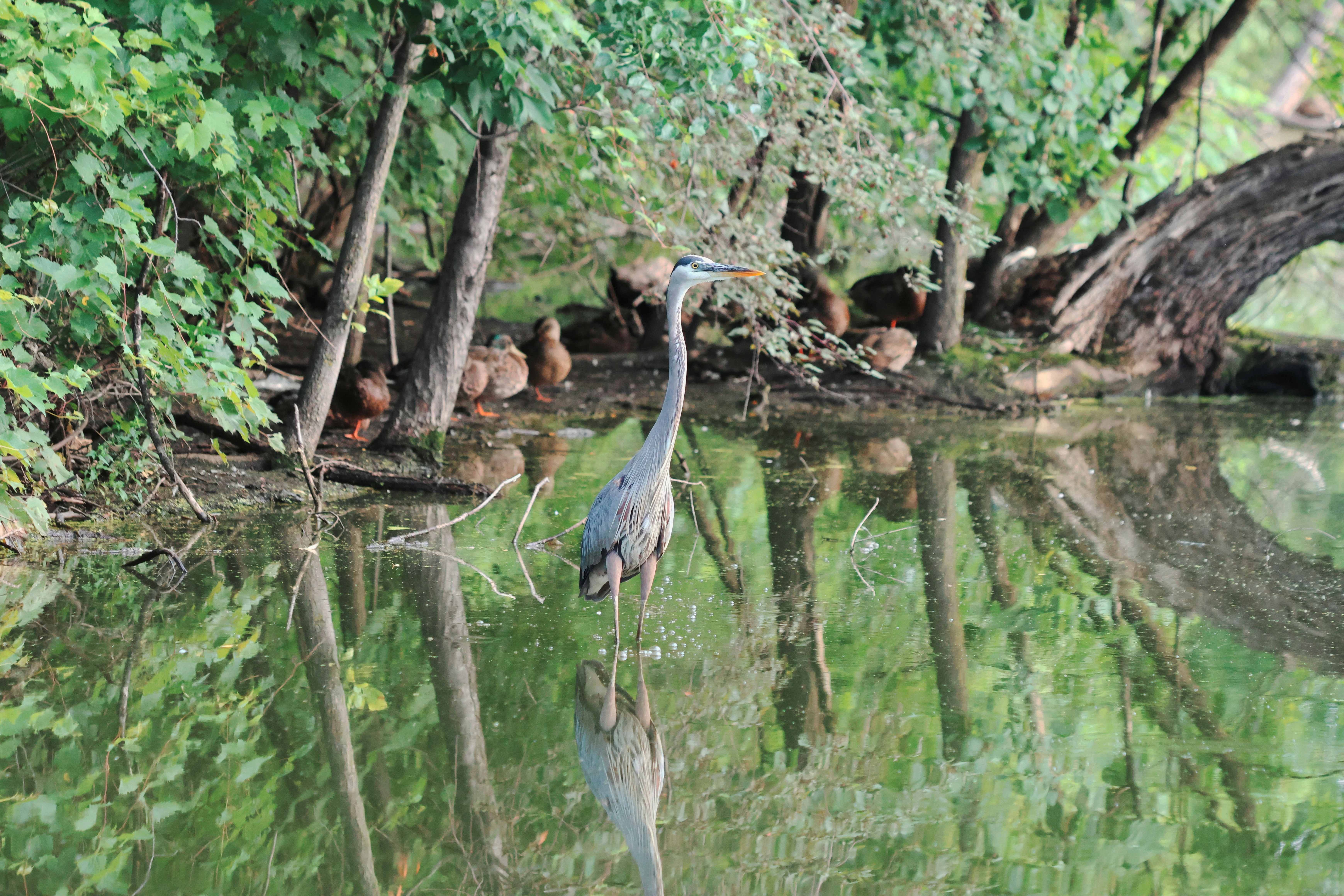 Heron in the Green Mirror