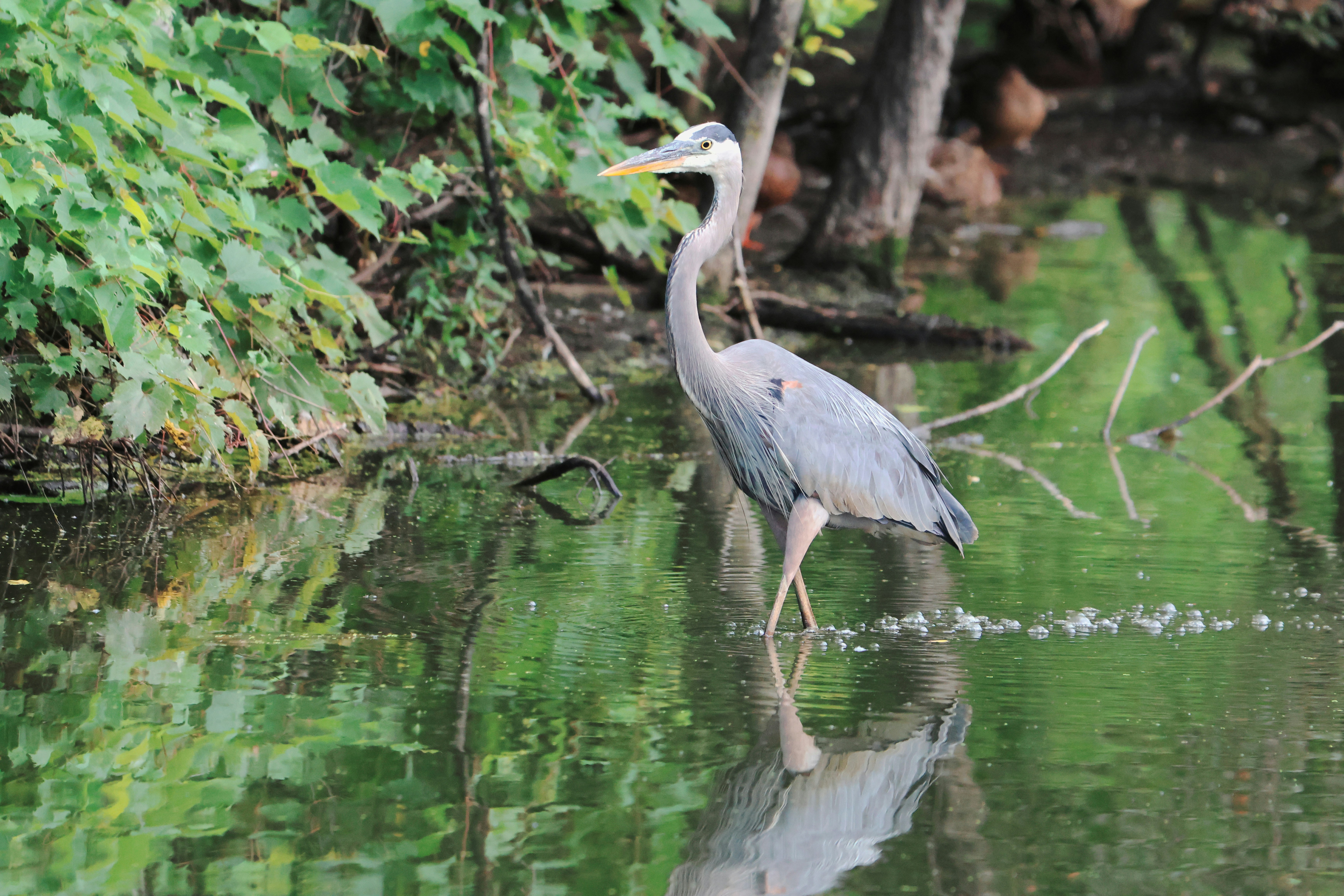 Heron in still water: a quiet reflection