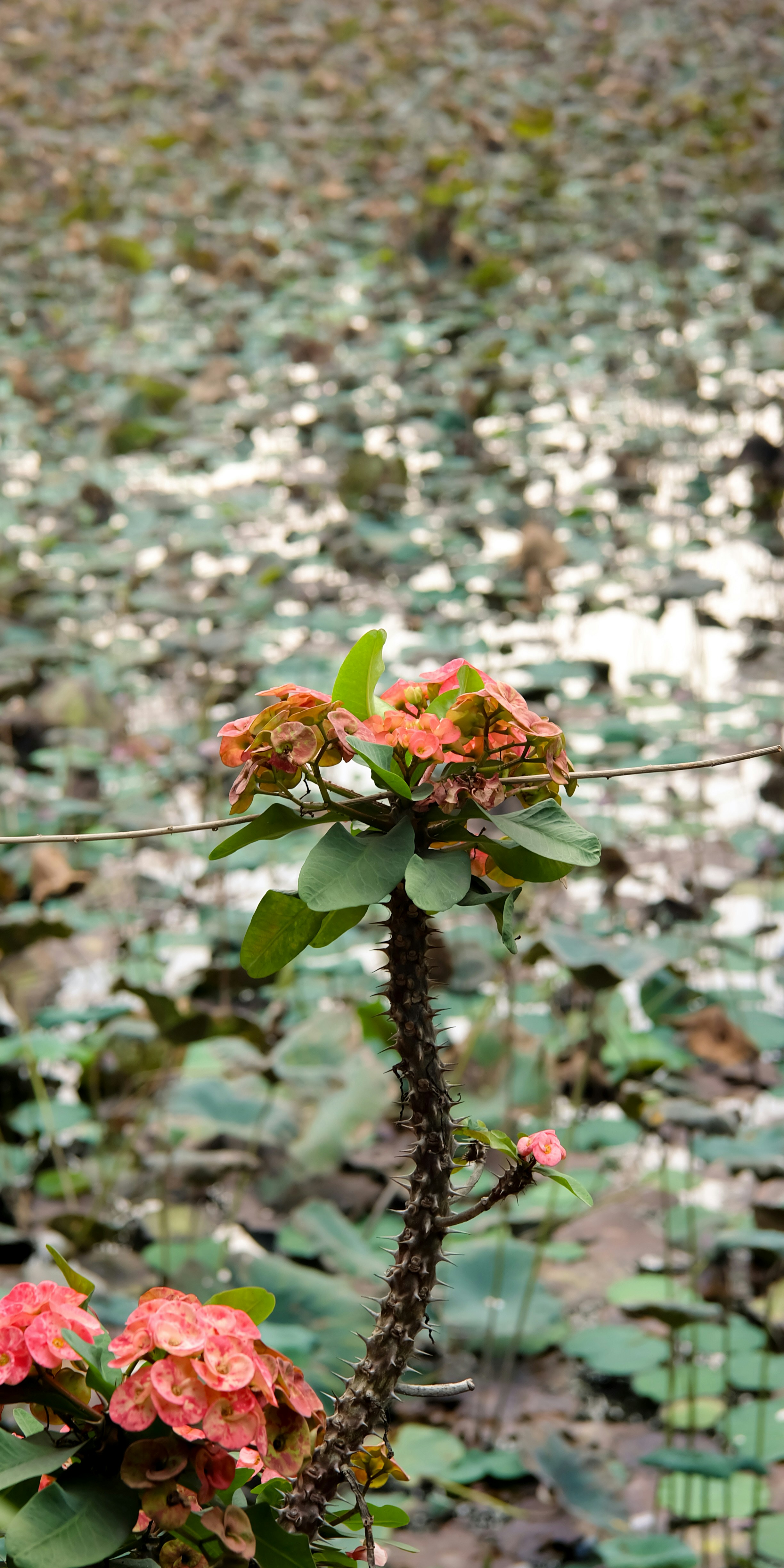 A single knurled stem topped with pink blooms rises amid a blurred field of green leaves and white highlights, creating a painterly, vertical composition. This image features botanical subject matter and foreground detail with a soft, natural background texture.