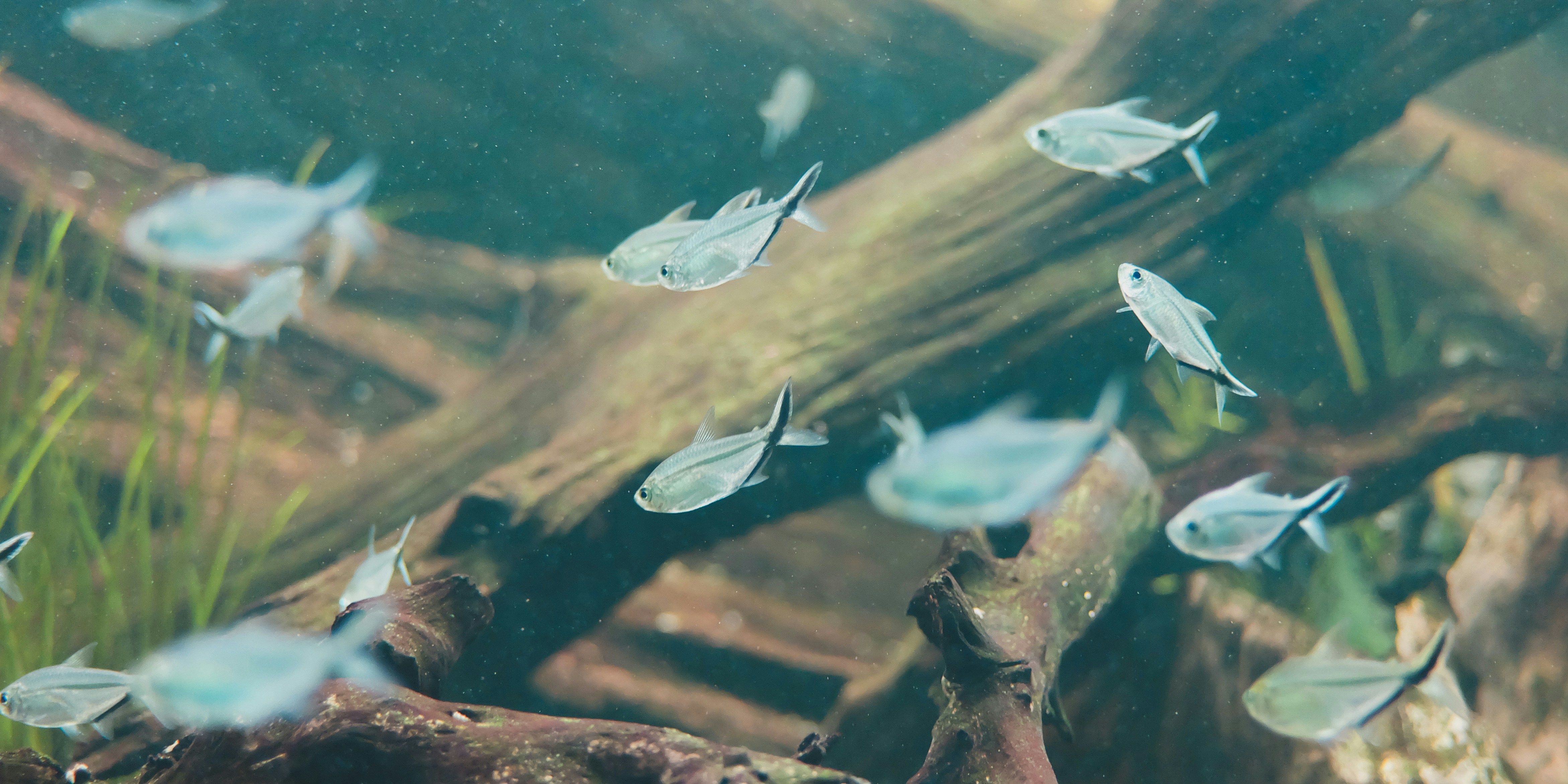 Small silver fish swim among submerged logs in an aquarium.