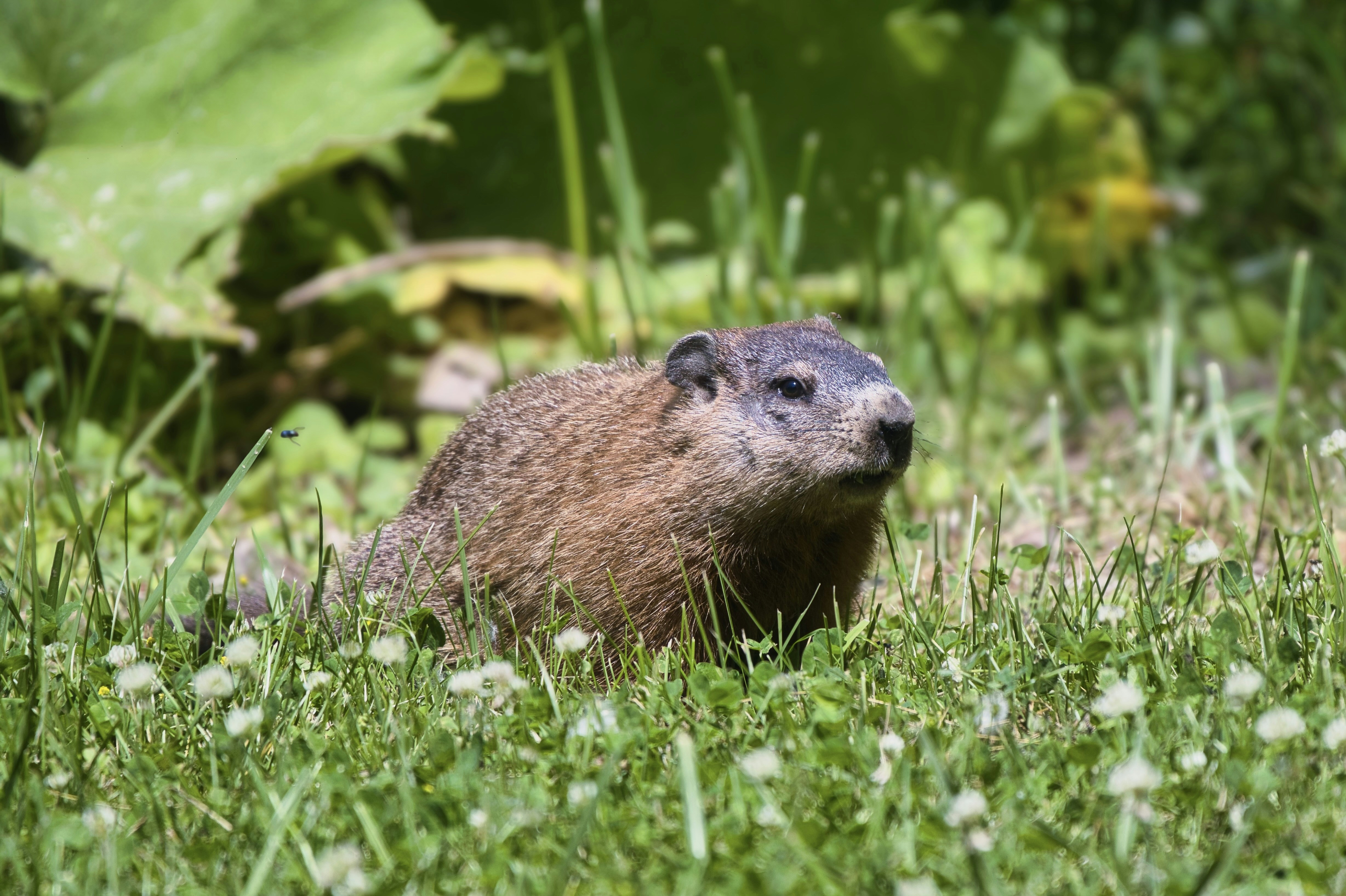 Groundhog Emergence: A Quiet Moment in Spring Green