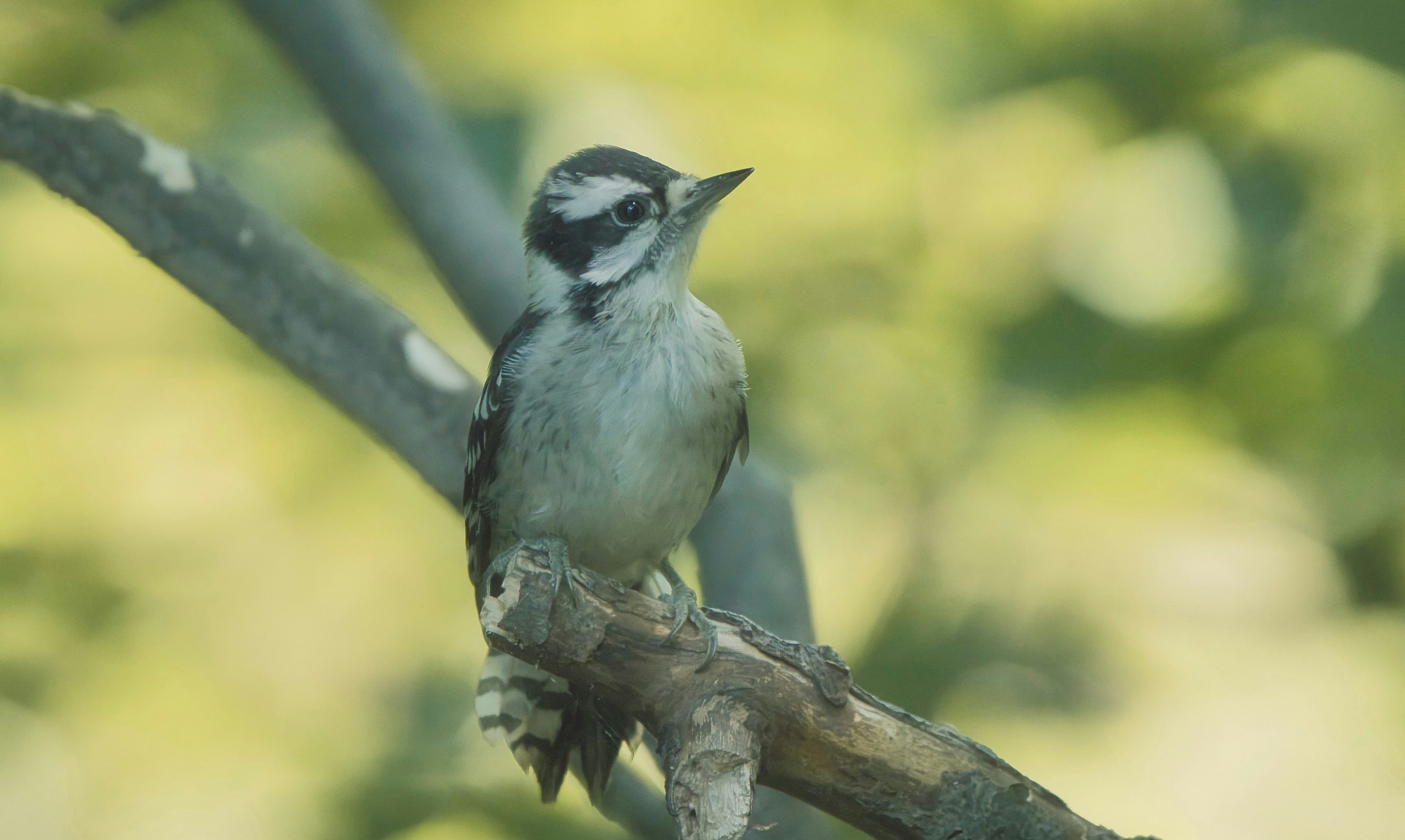 Small bird perched on a branch in dappled sunlight with a blurred green background. Focus on the bird’s head and chest as the central subject.