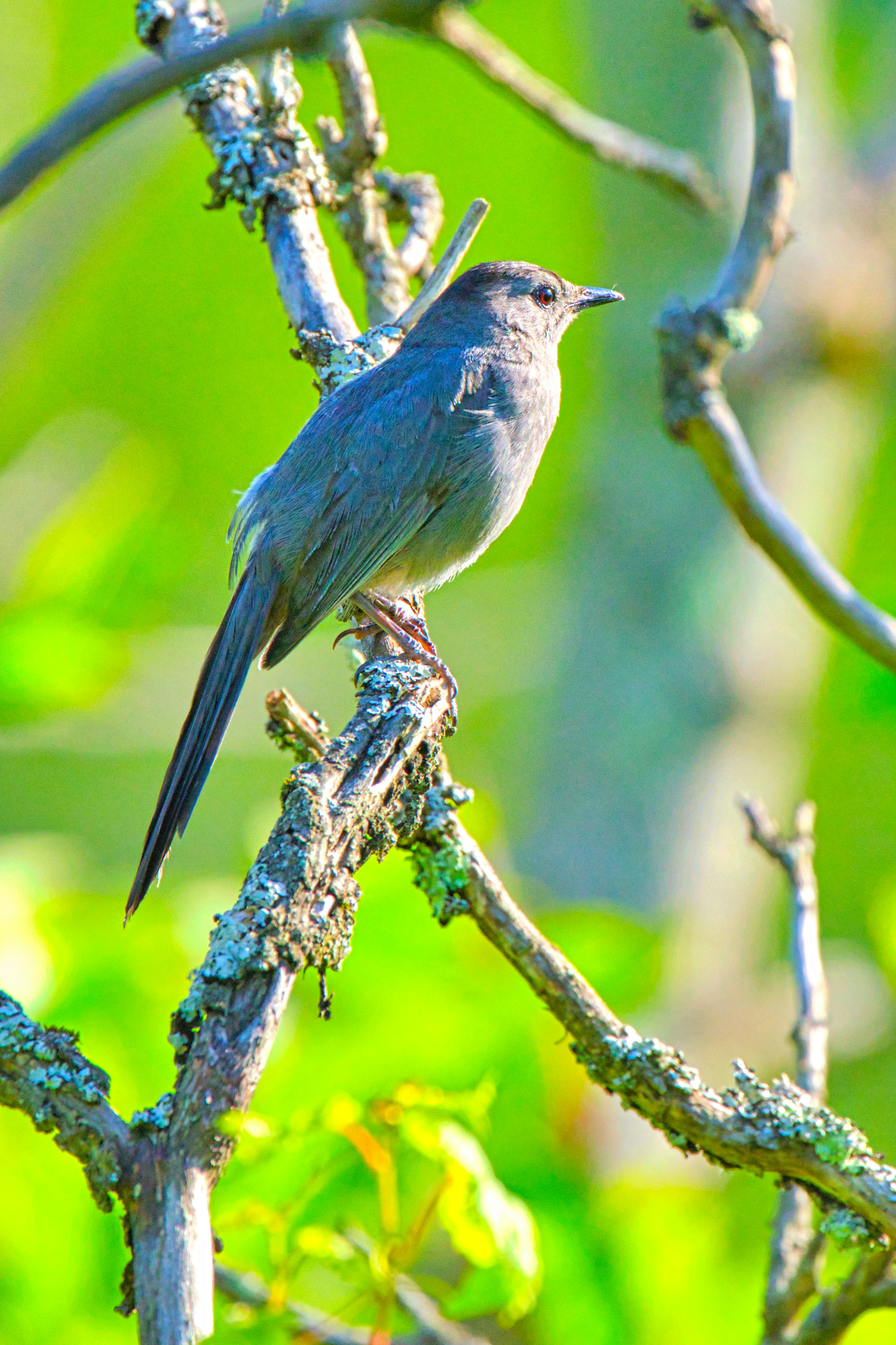 A small blue-gray bird perches on a mossy branch in a sunlit, green-filled setting; the scene highlights natural habitat and the bird’s subtle plumage. A photograph likely taken in nature, showing depth of field and color.