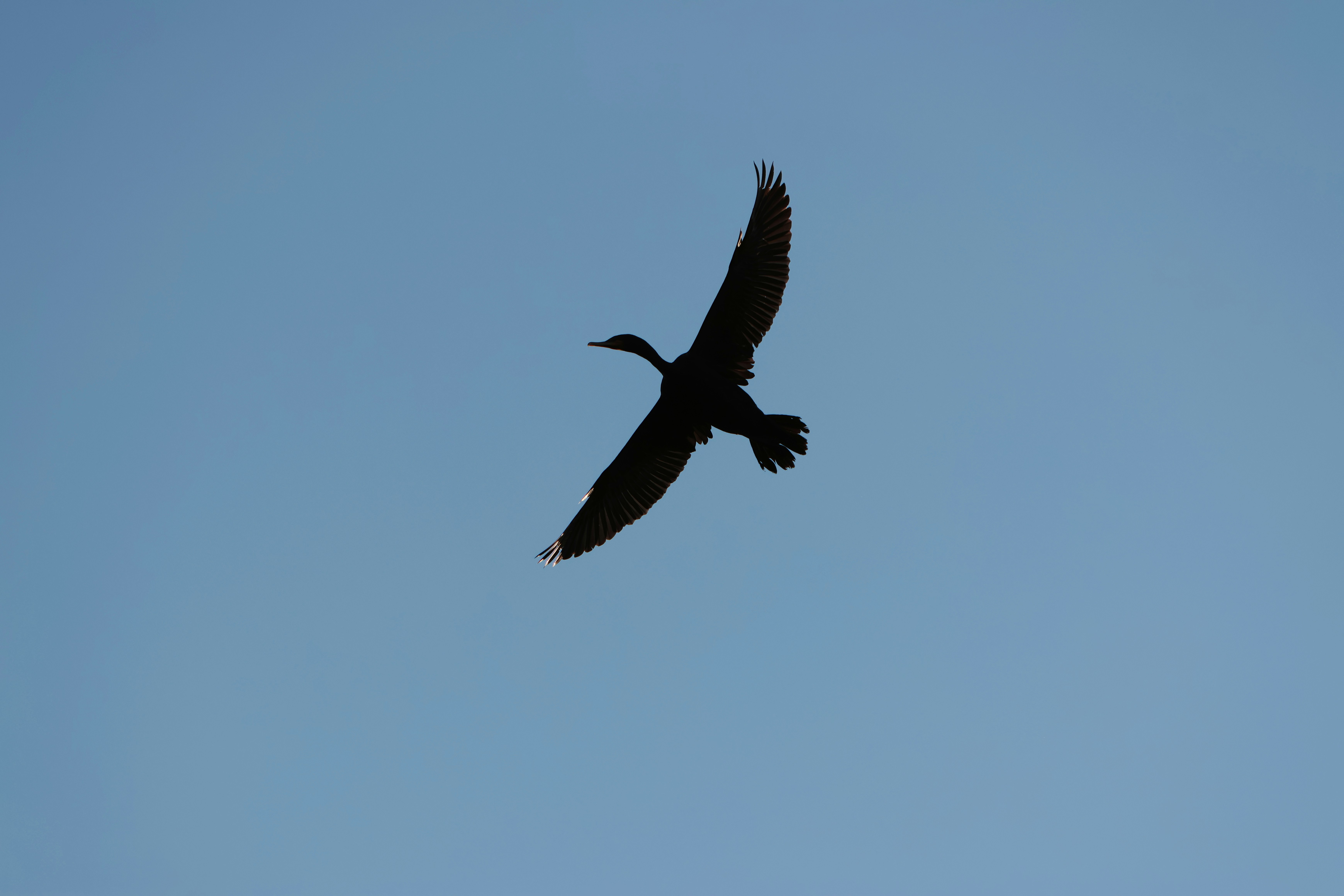 Soaring Silhouette: A Crane-like Flight Against a Clear Sky