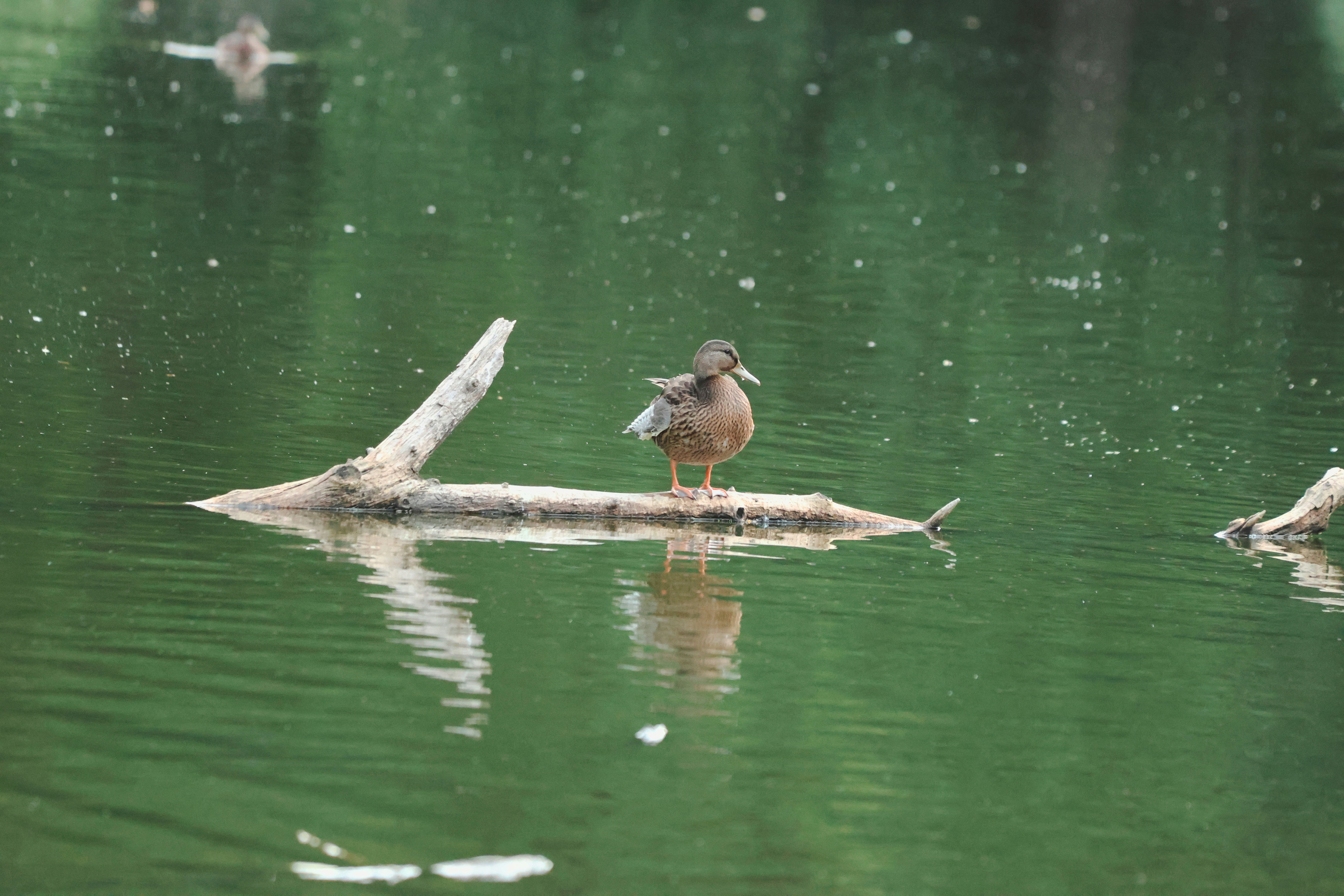 Duck on a Quiet Log: A Moment of Balance on a Green Lake