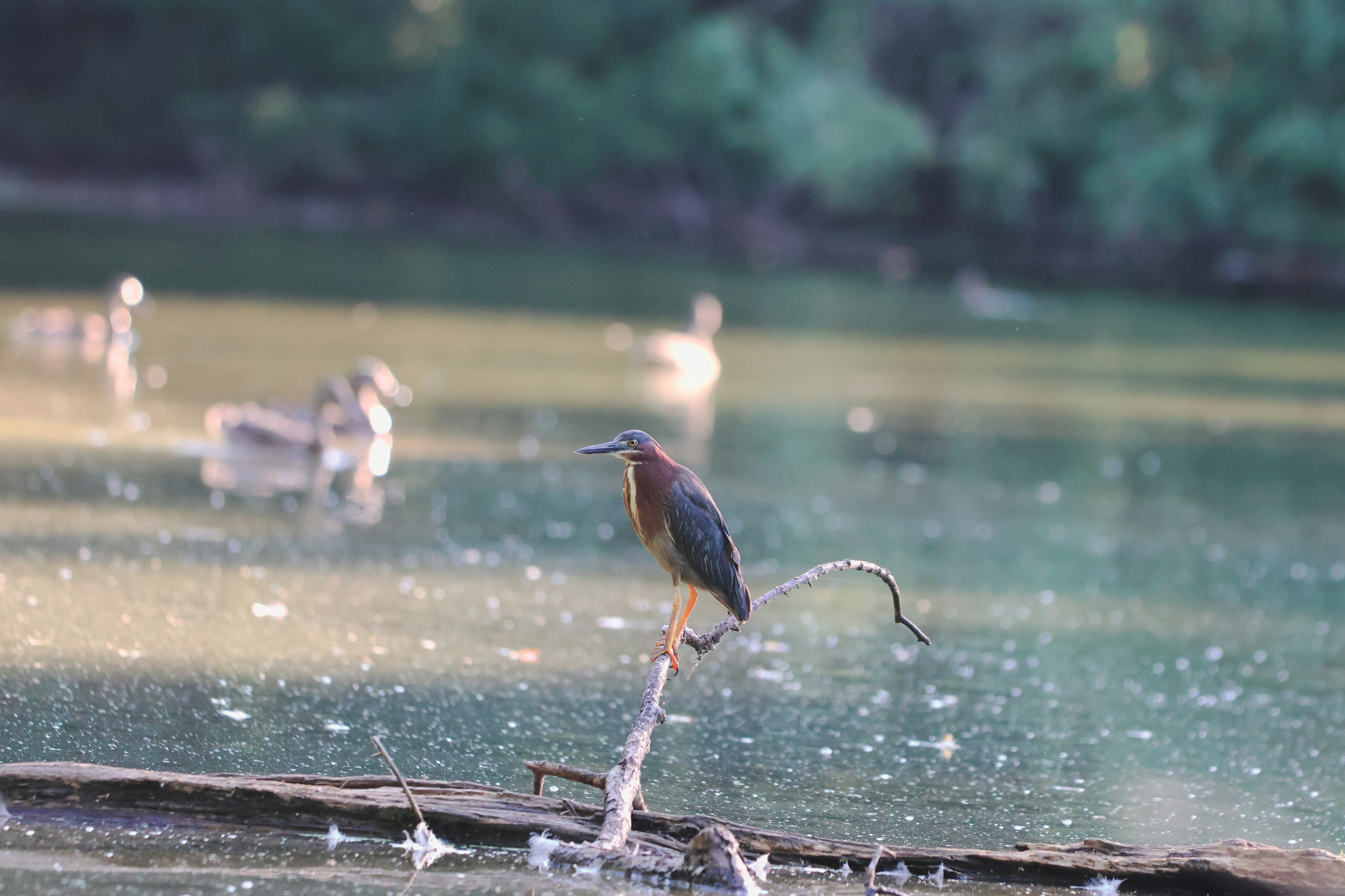 Heron on a Weathered Log: Quiet Dusk at the Lake