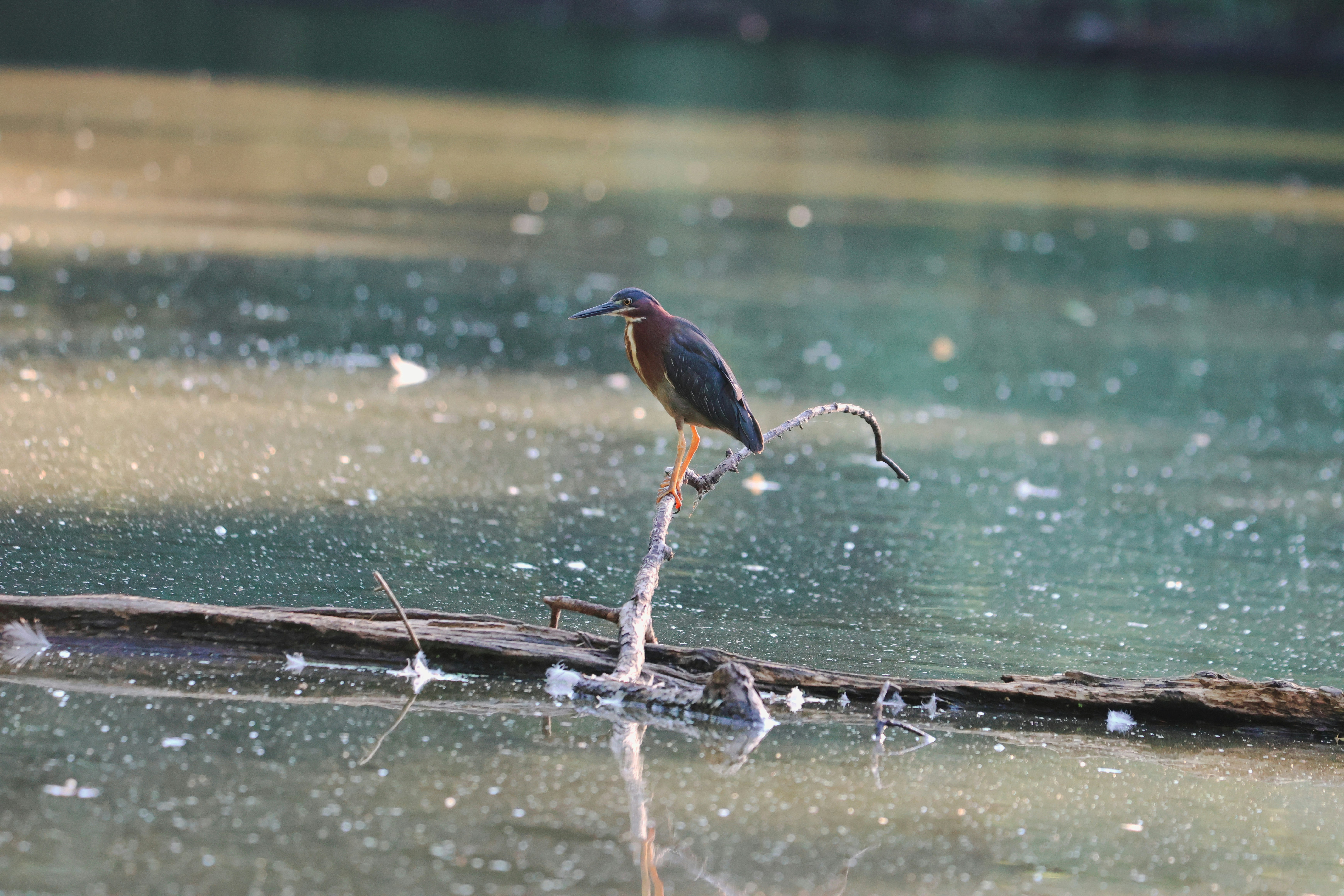 Single Heron Perched on Driftwood: Quiet Moment at the Water’s Edge