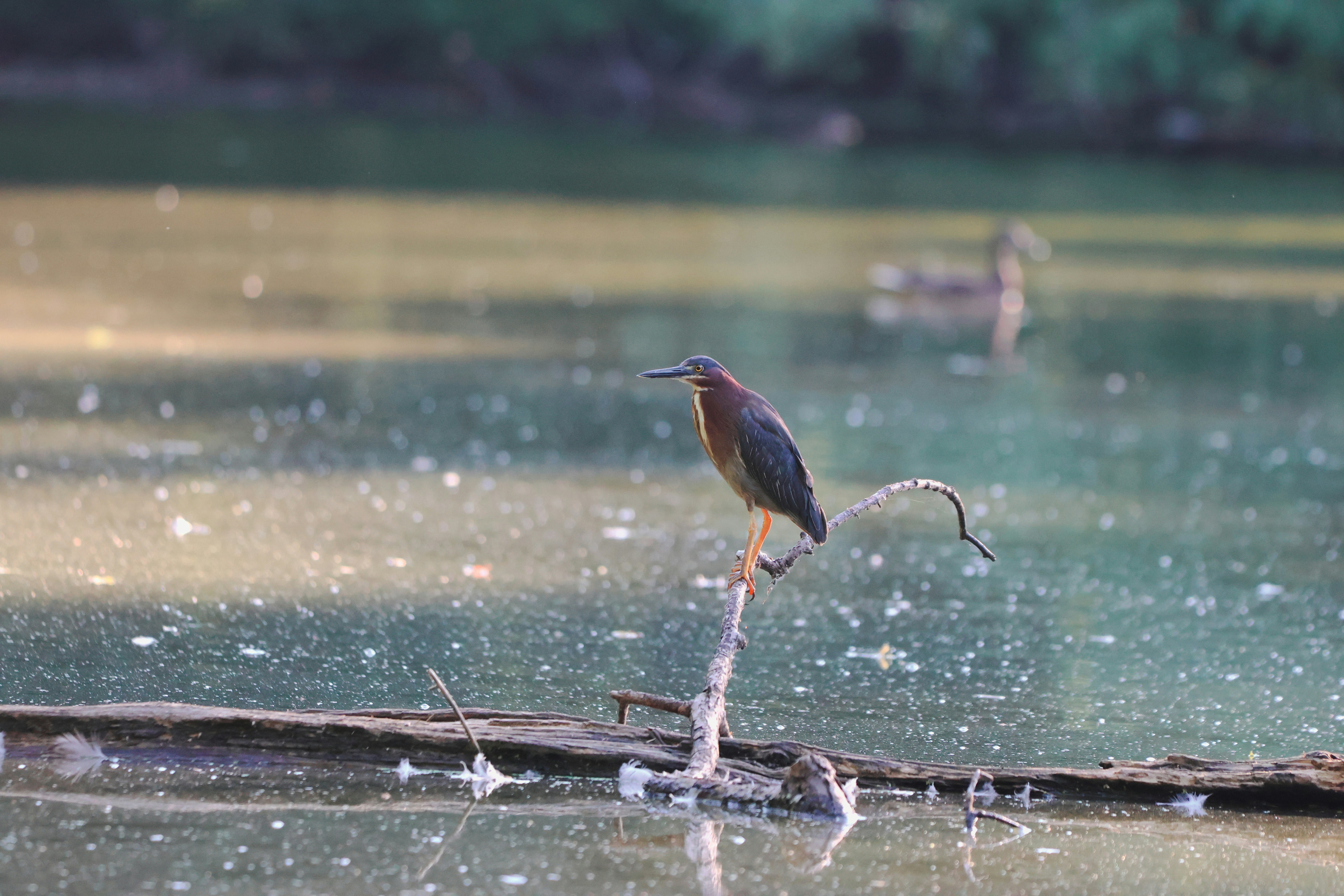 Heron at Rest: Perched on Driftwood Amid Quiet Waters