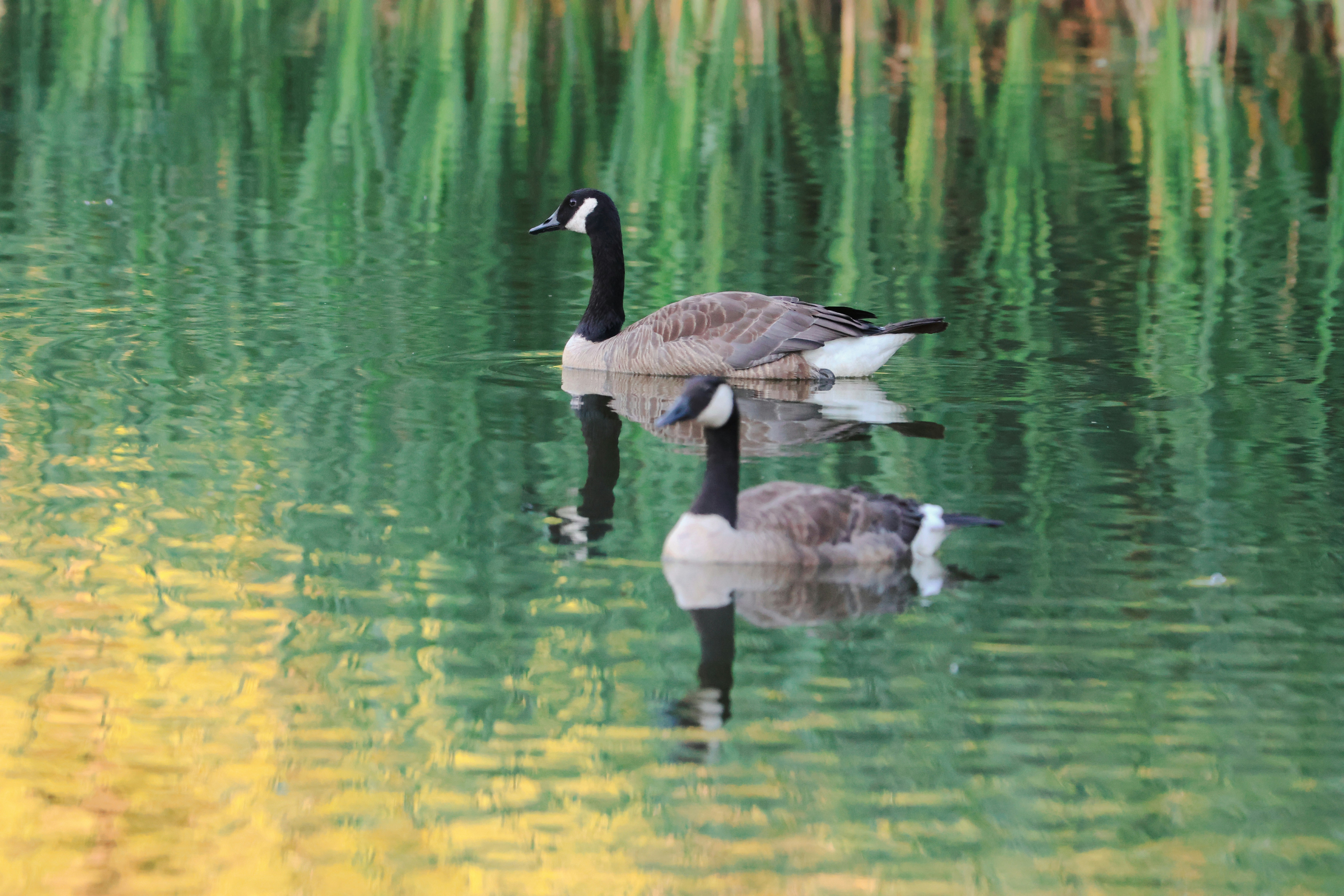 TwoCanada Geese Glide Over Reflective Golden-green Water