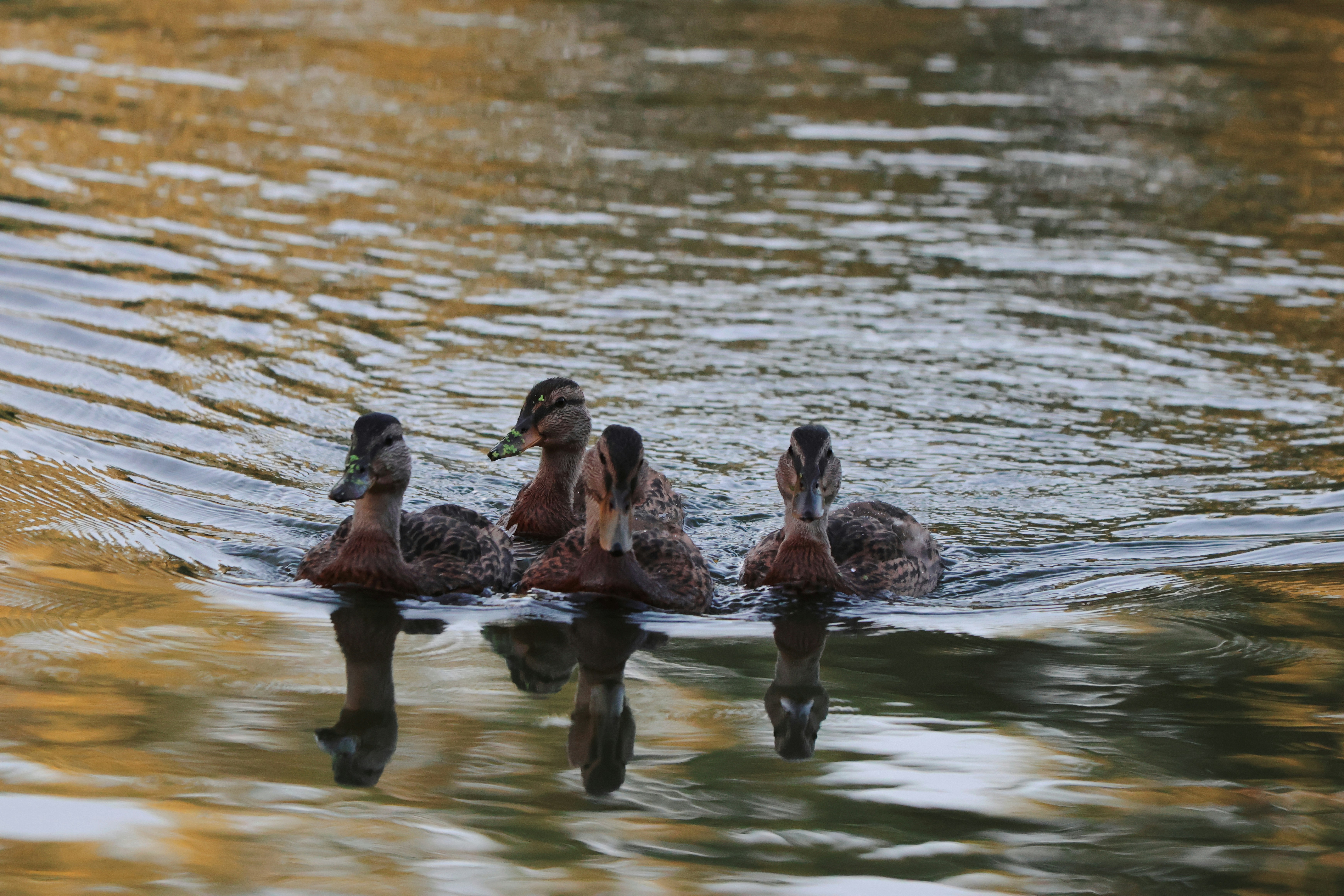 Duck Quartet Skimming Morning Ripples