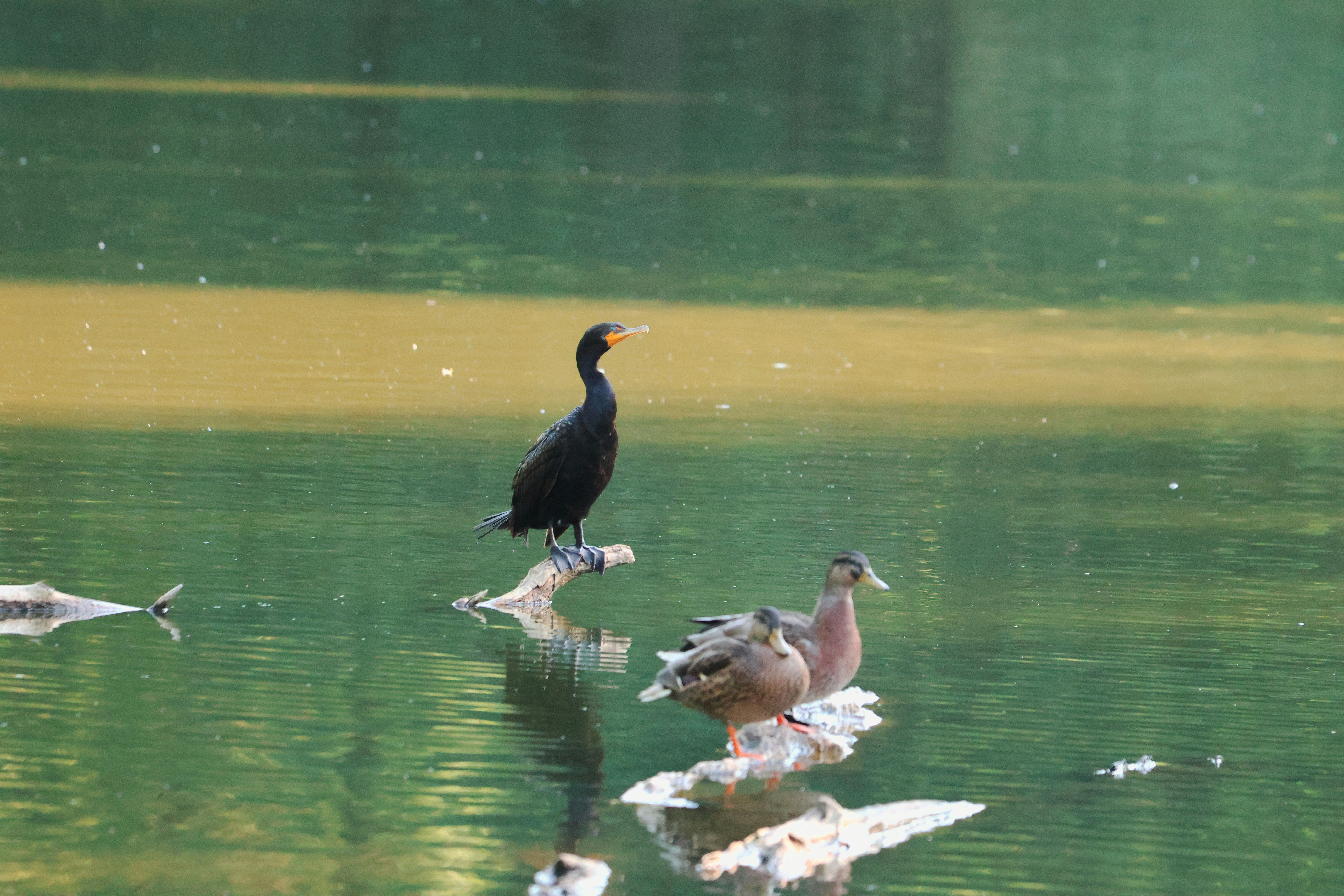 A Quiet Perch: Cormorant and Ducks in Tranquil Green Reflections