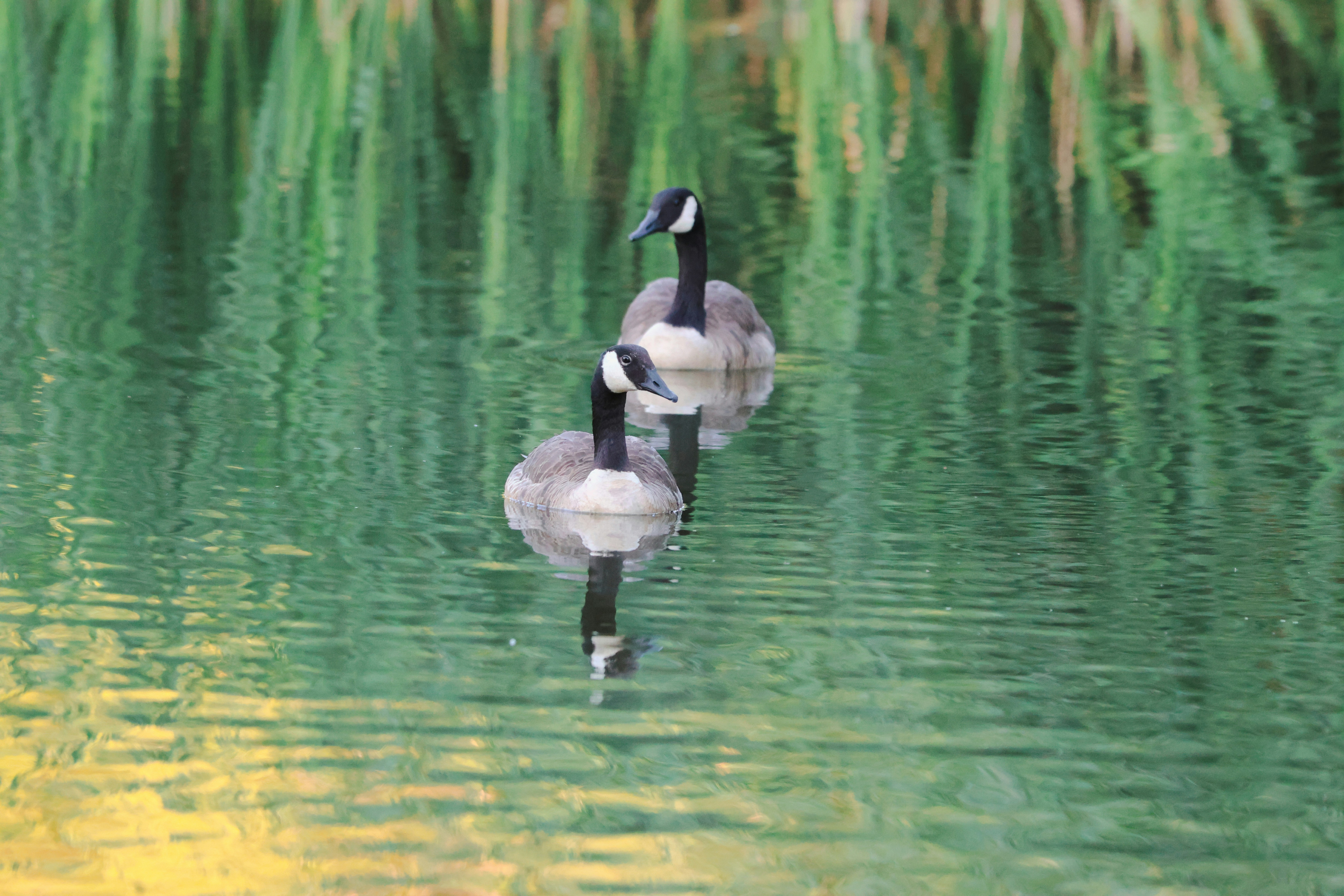 Mirror pair: Two Canada geese glide on a tranquil emerald pond