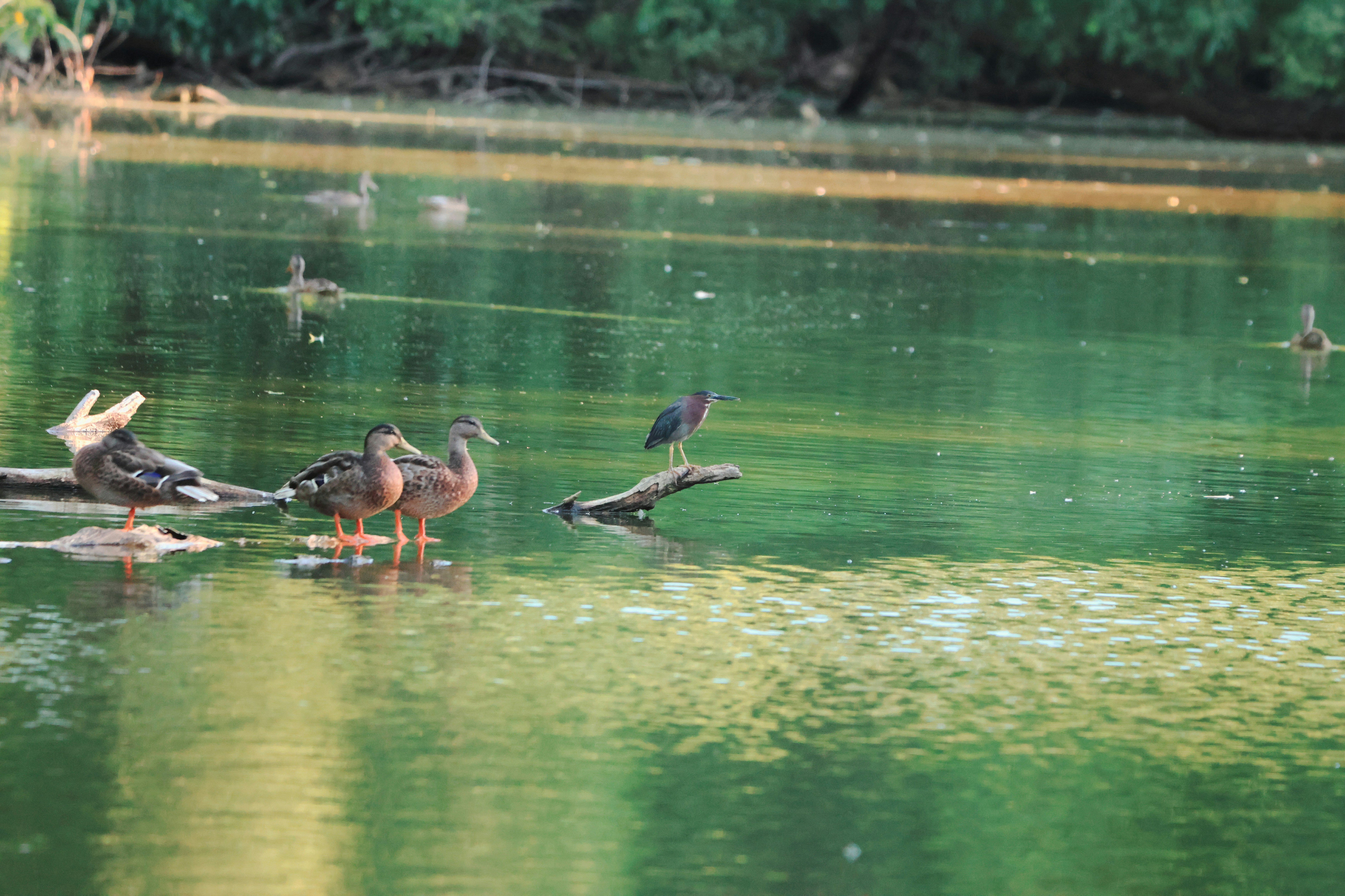 Ducks at Dappled Lake: A Quiet Moment on a Log