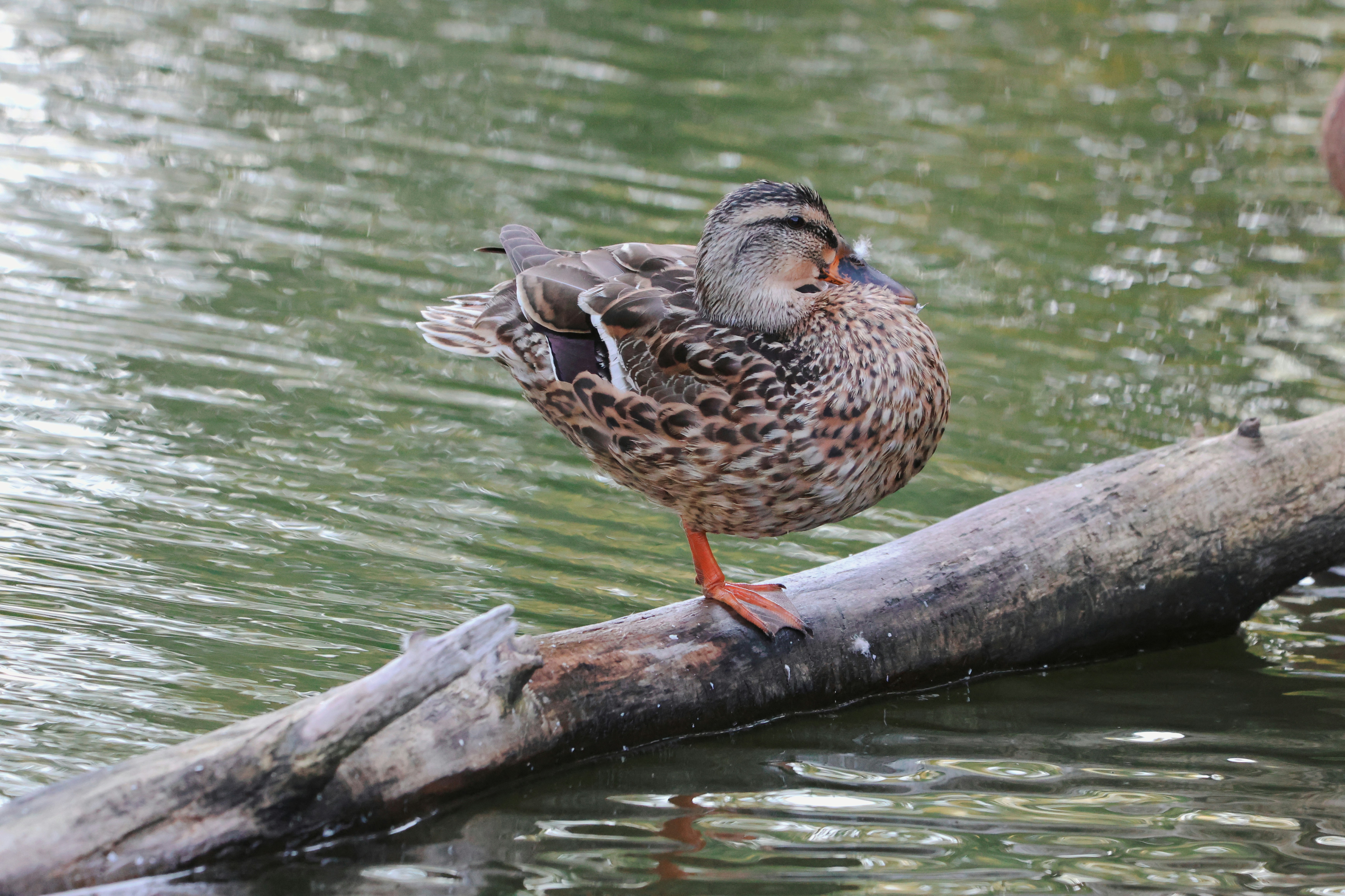 Quiet Balance: A Duck Resting on a Log AboveLapping Water