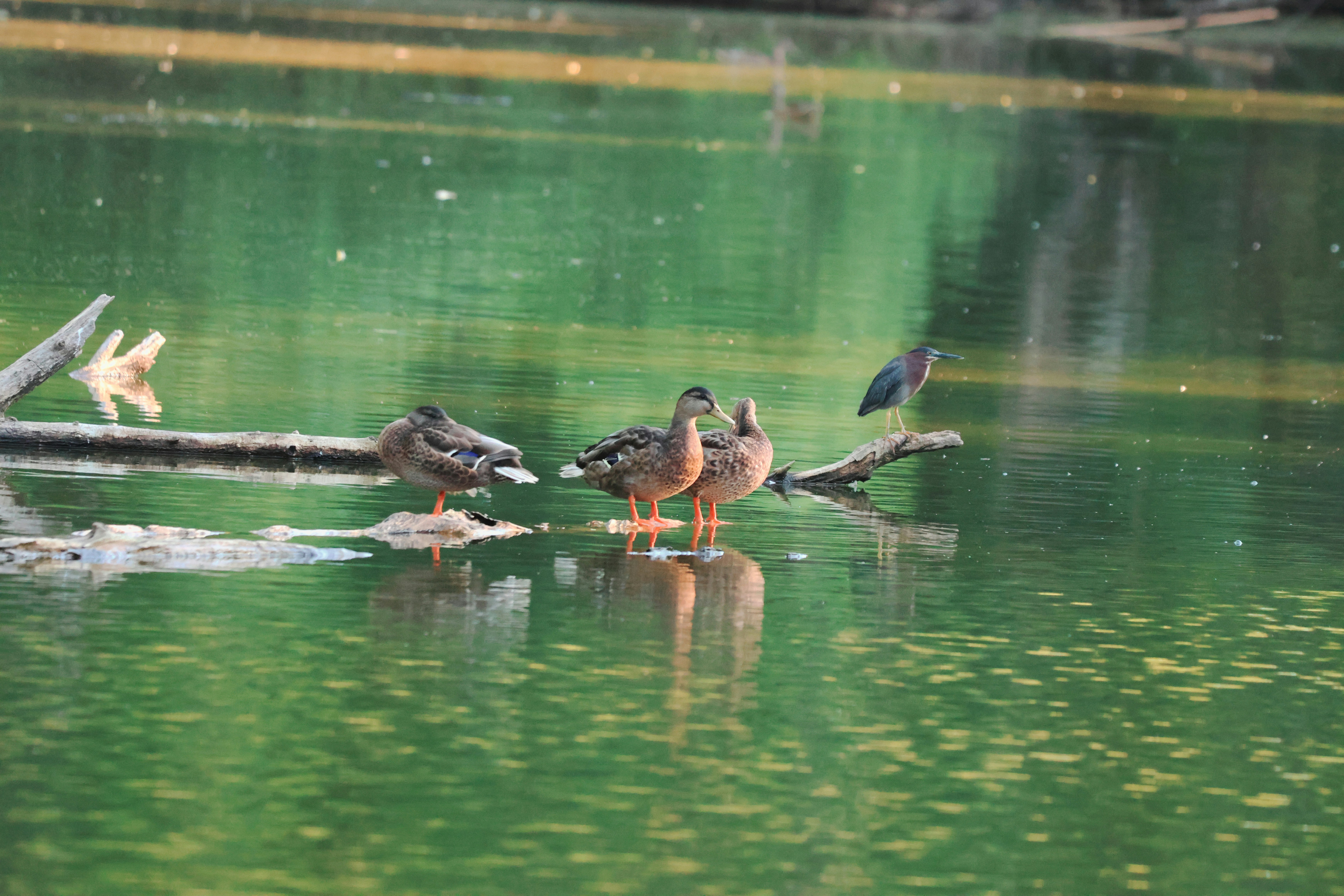 Terraced Ducks at Dappled Green Pool