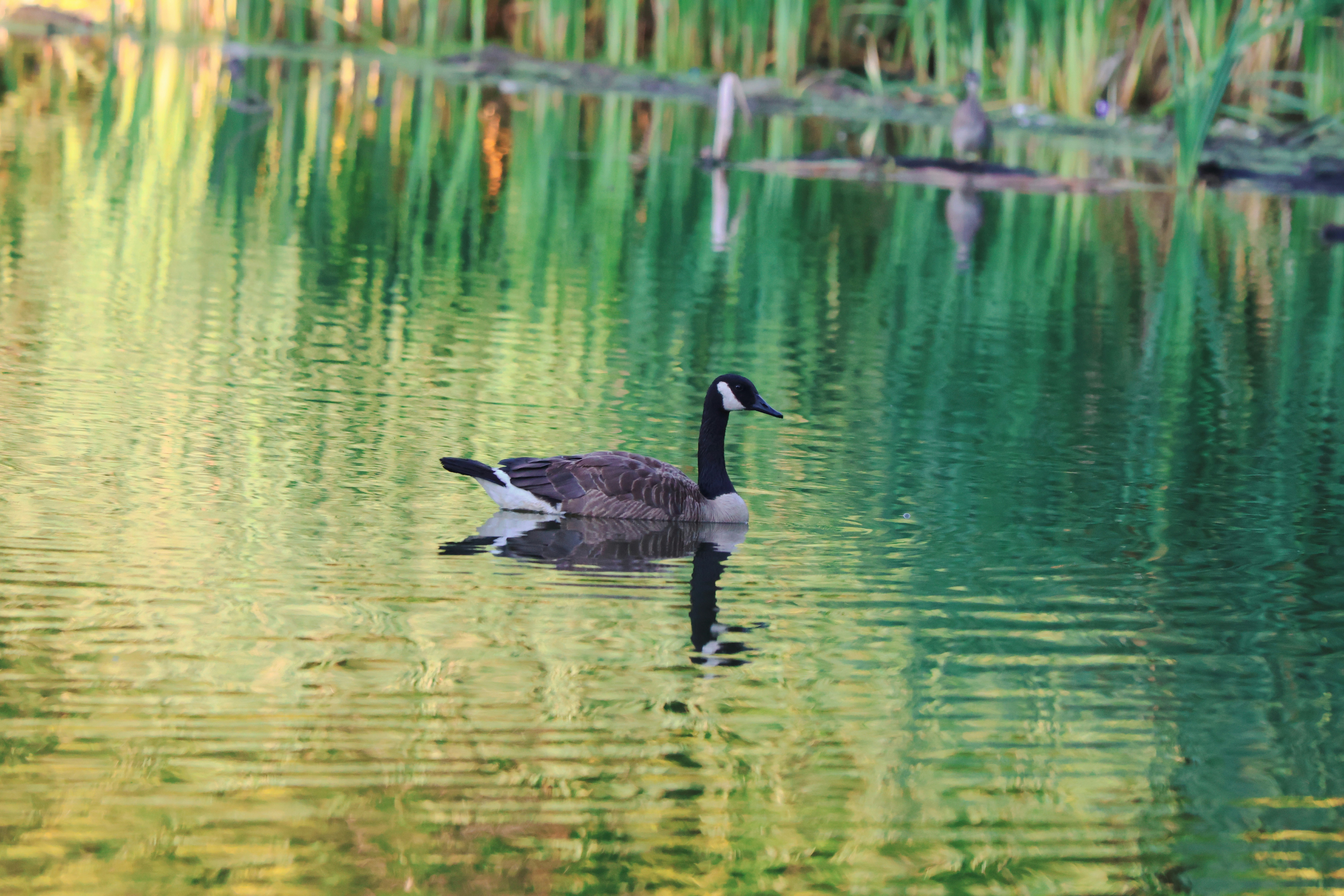 Silhouette in the Emerald Pond: A Lone Goose Glides Through Reflections
