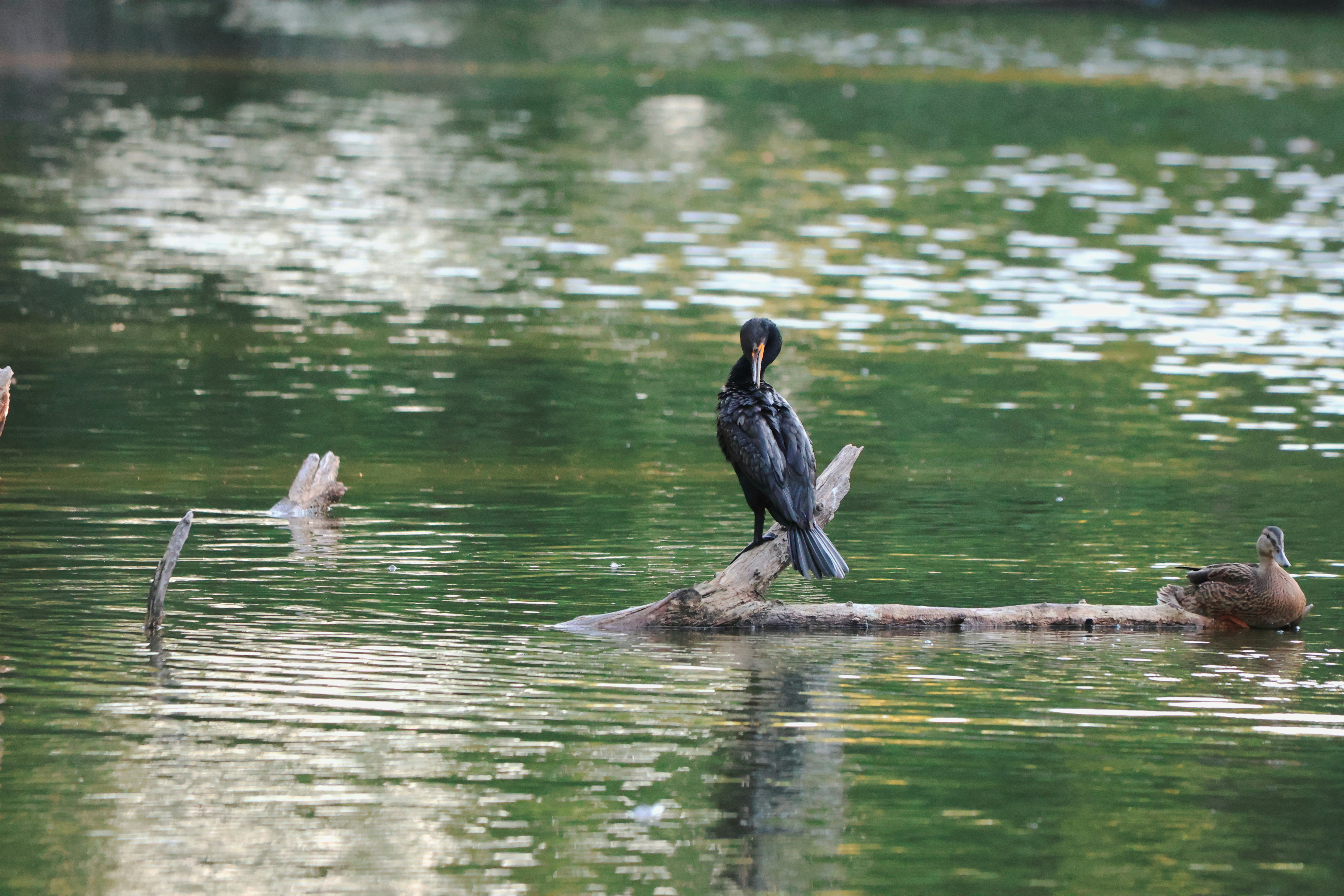 The Sentinel on the Log: A Gnarled Cormorant Basking in Quiet Ripples
