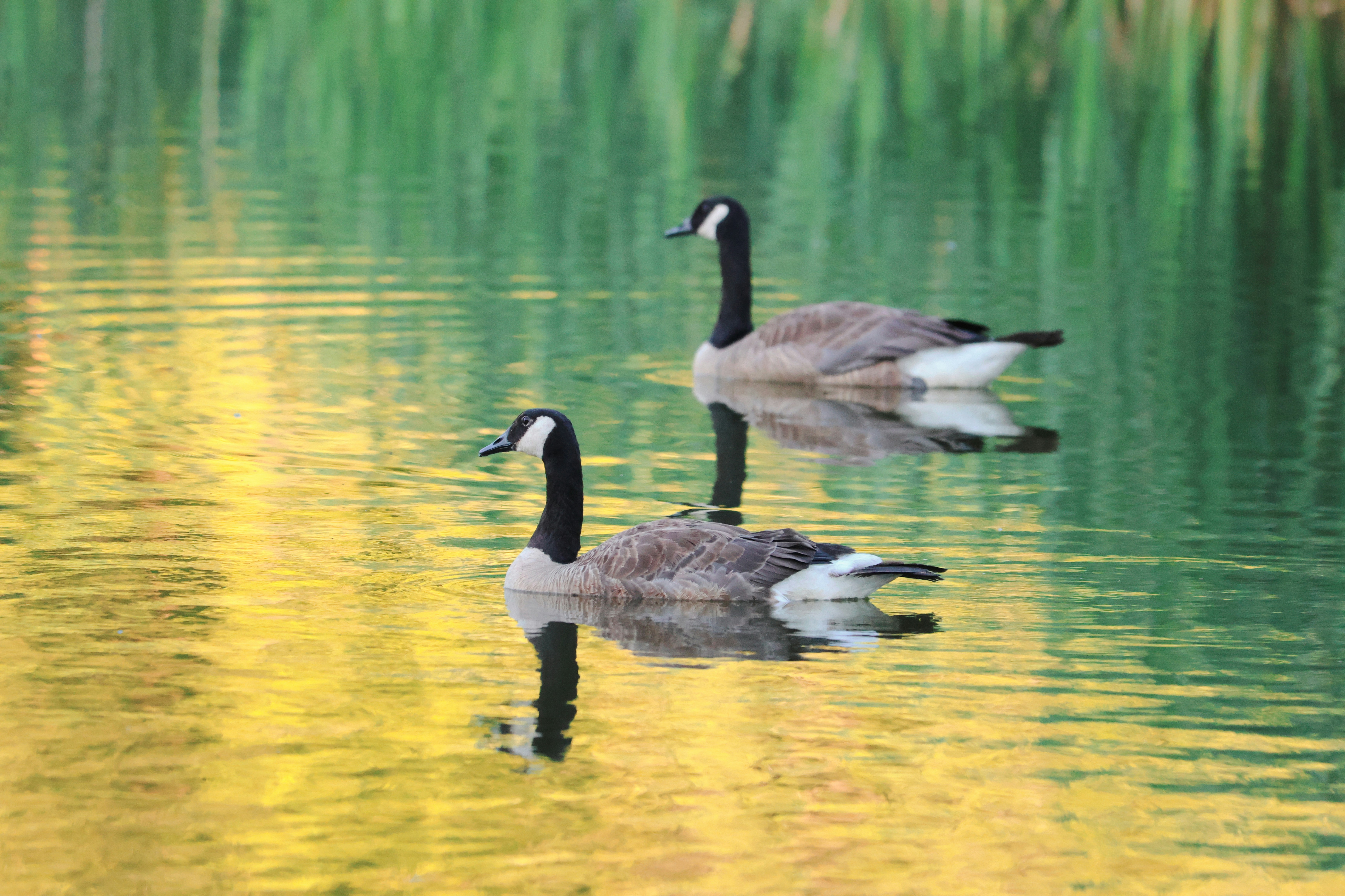 Twin Geese Glide Through Echoes of Autumn Light