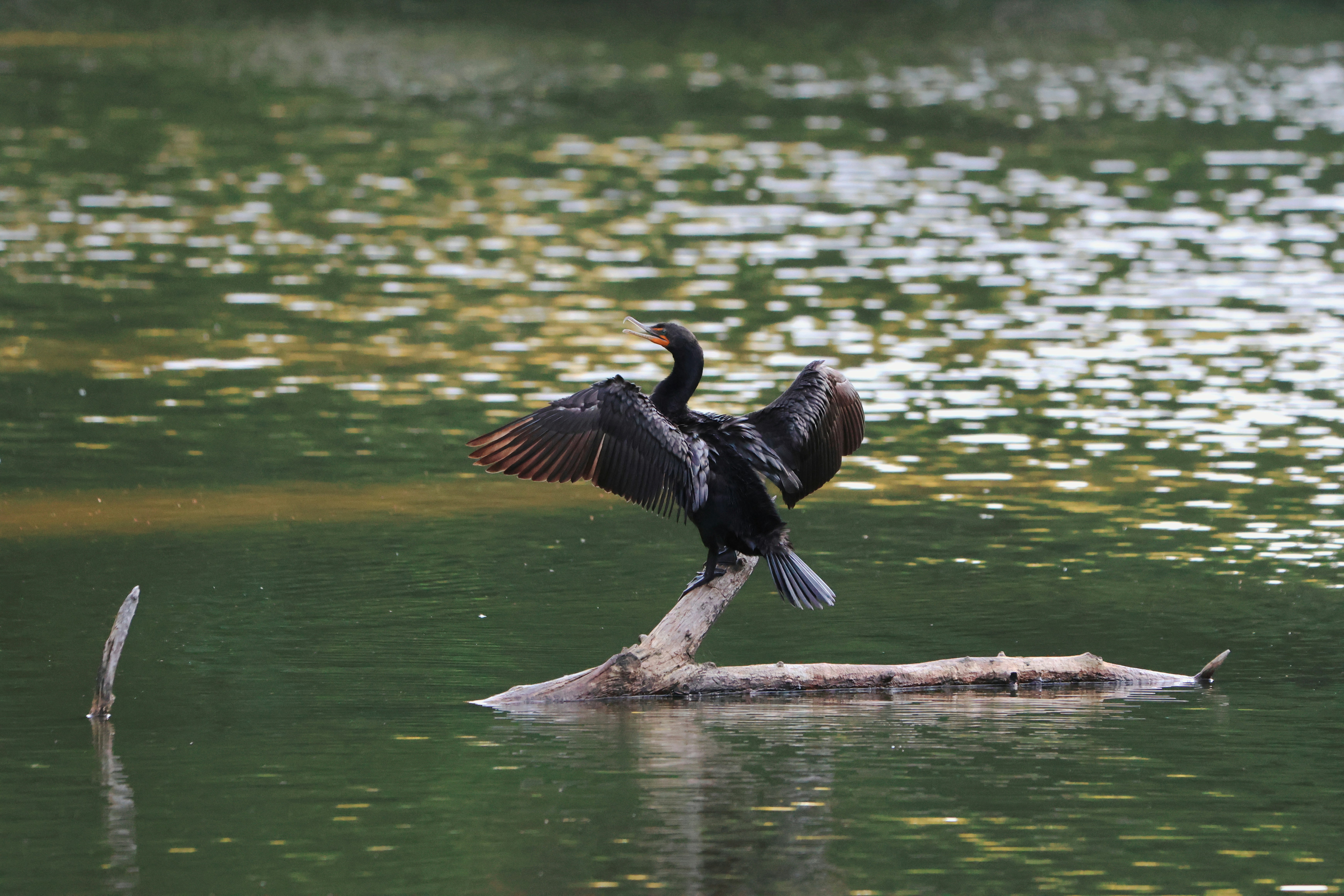 A Dark-wingedCormorant Perches and Ready to Take Flight