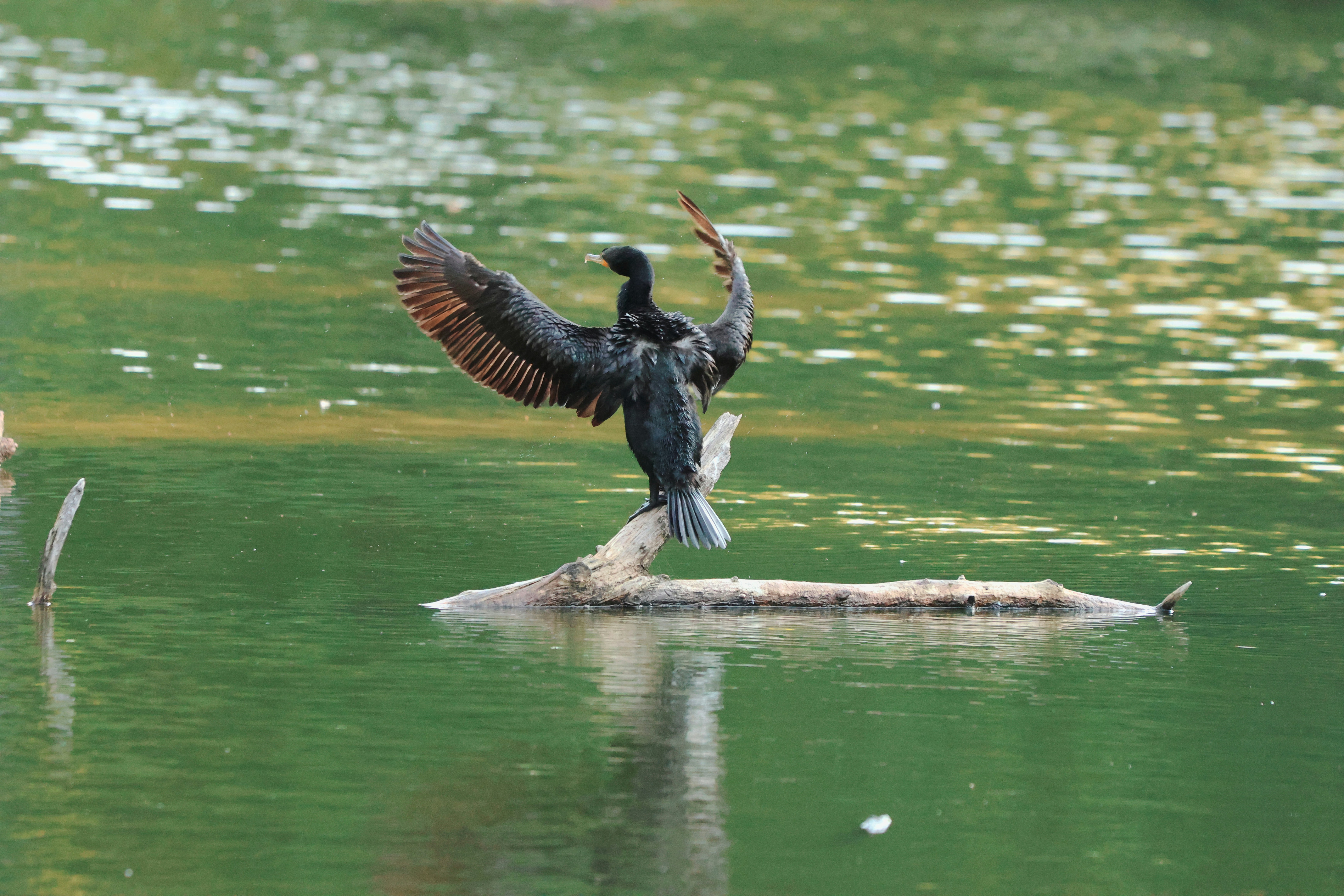 Alighting Crowned in Green: A Black Bird Spreads Wings on a Log