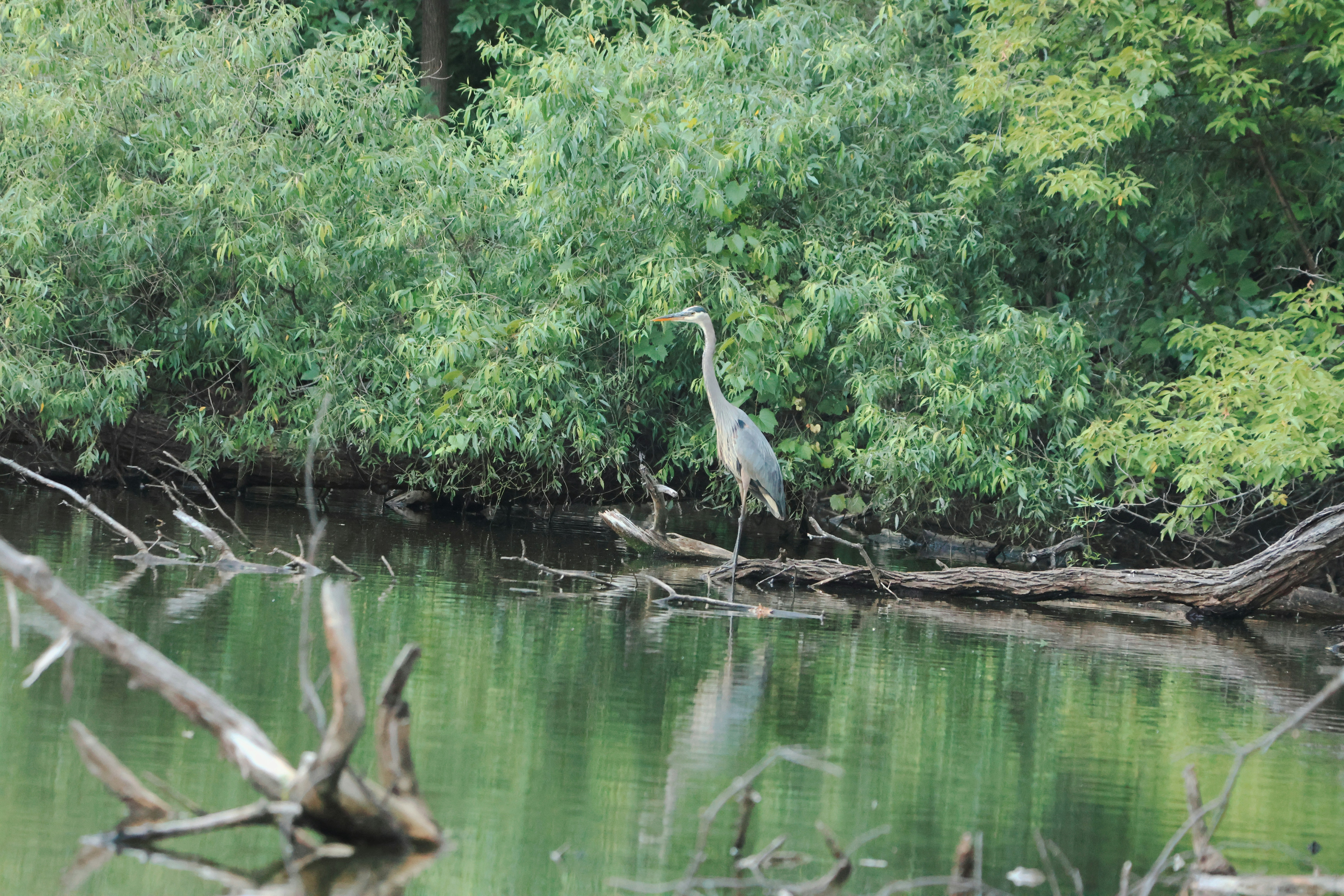 Slim heron on a log by a calm riverbank with dense greenery in the background; a tranquil wildlife scene. This is a natural photograph, not a drawing or logo.