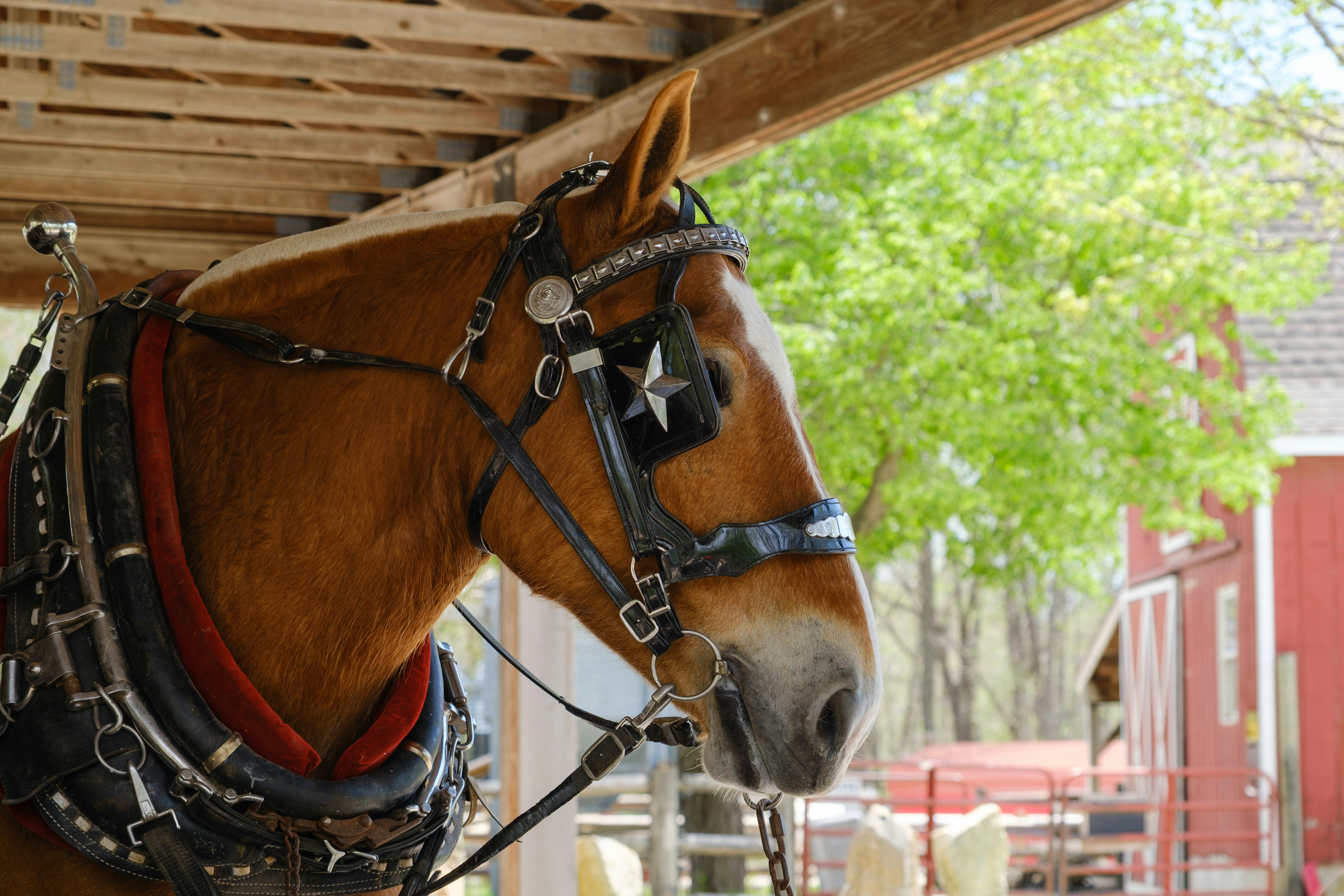 Harnessed Profile: A Horse’s Quiet Gaze in the Stable