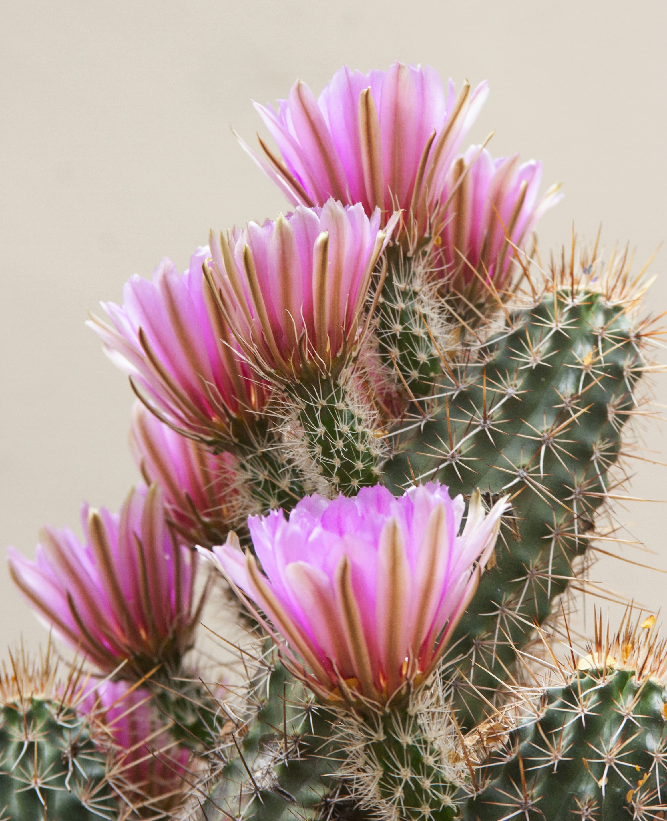 Cactus, cactus flowers, cactus spines, flower petals. cactus blooms, blooming cactus, nature