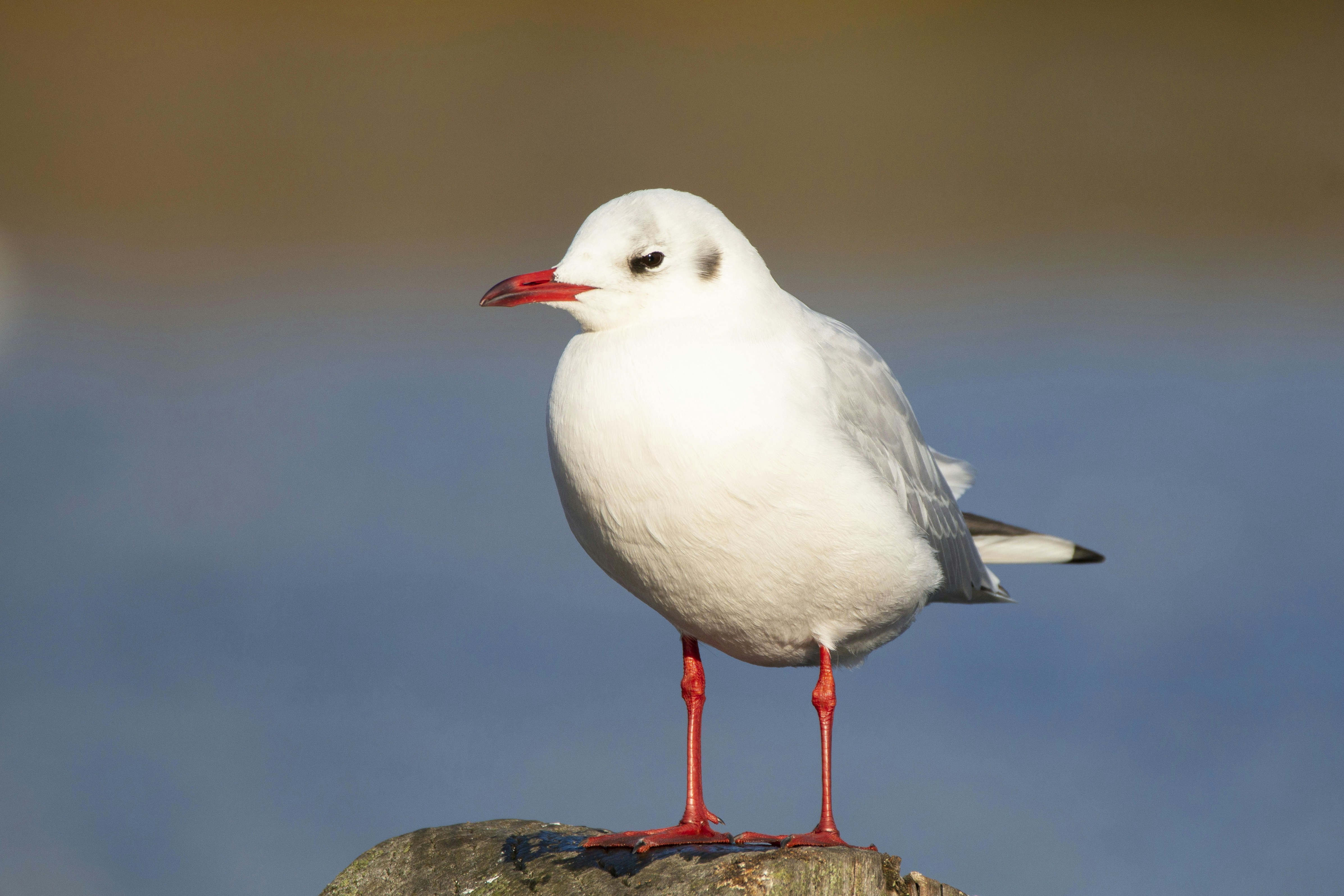 Red-legged Seabird Perched: Quiet Flag on a Stone