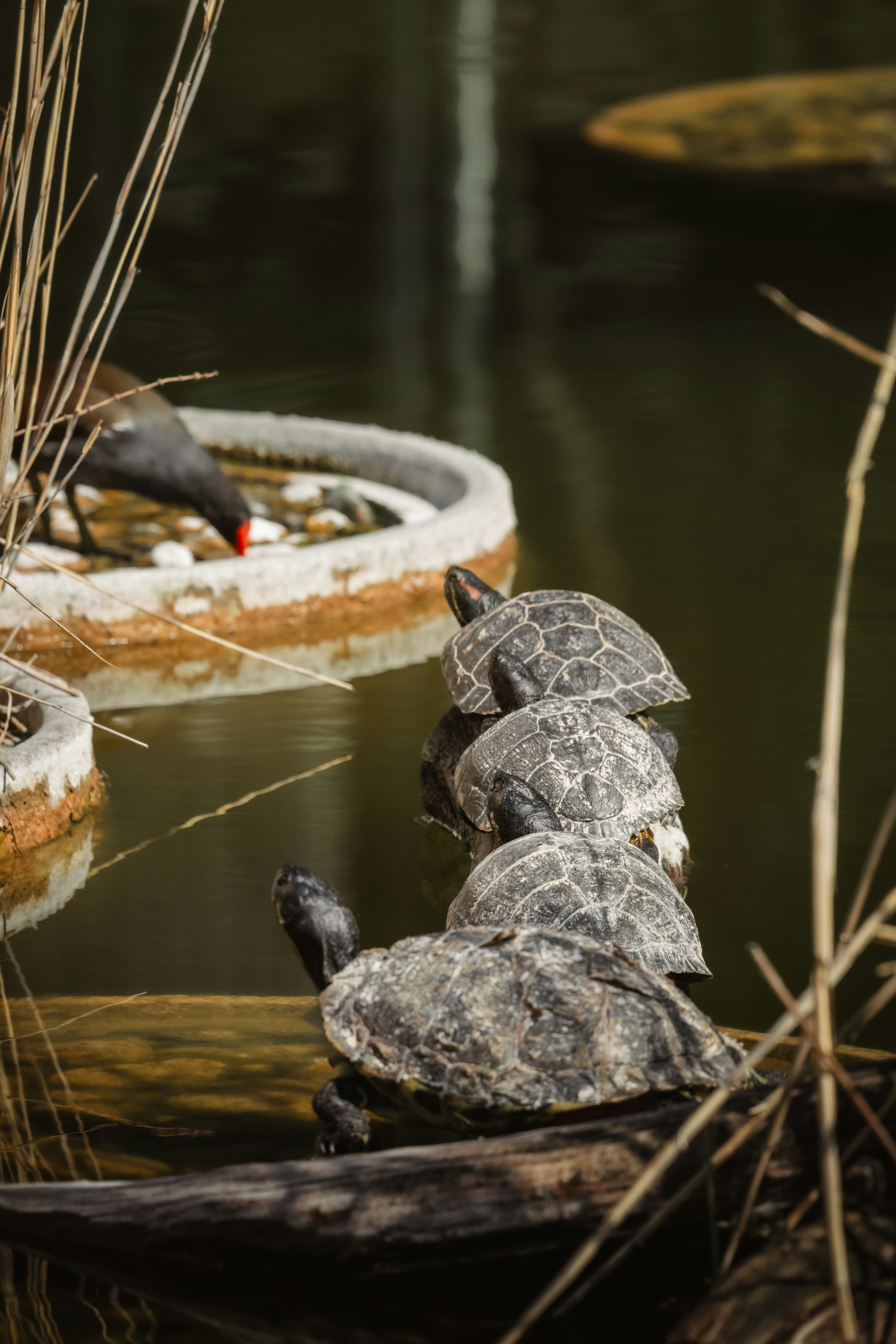 Tortoise Parade: A Quiet Ascent Along Morning Waters