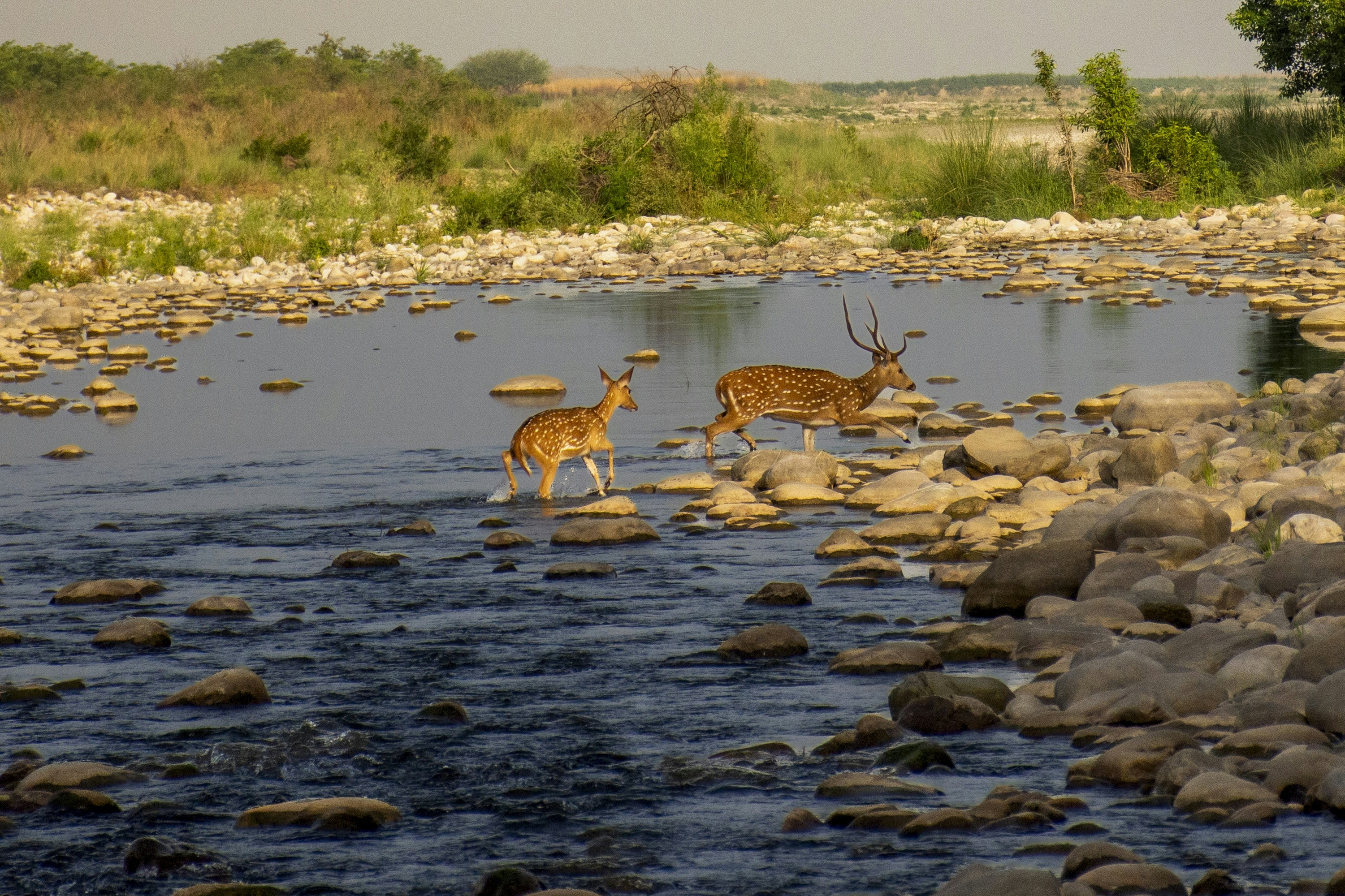 Crossing at the Pebble River: A Pair of Antlers and Fallow Grace