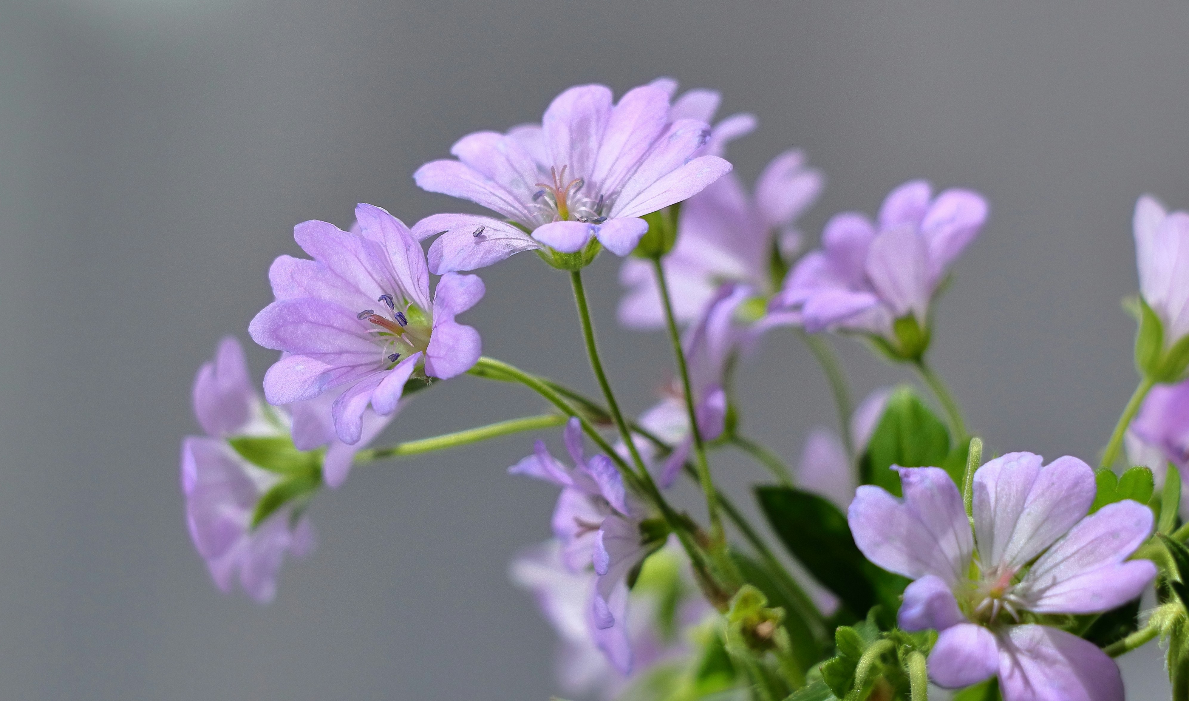Lavender Bloom: Delicate Portrait of Purple Petals in Soft Light