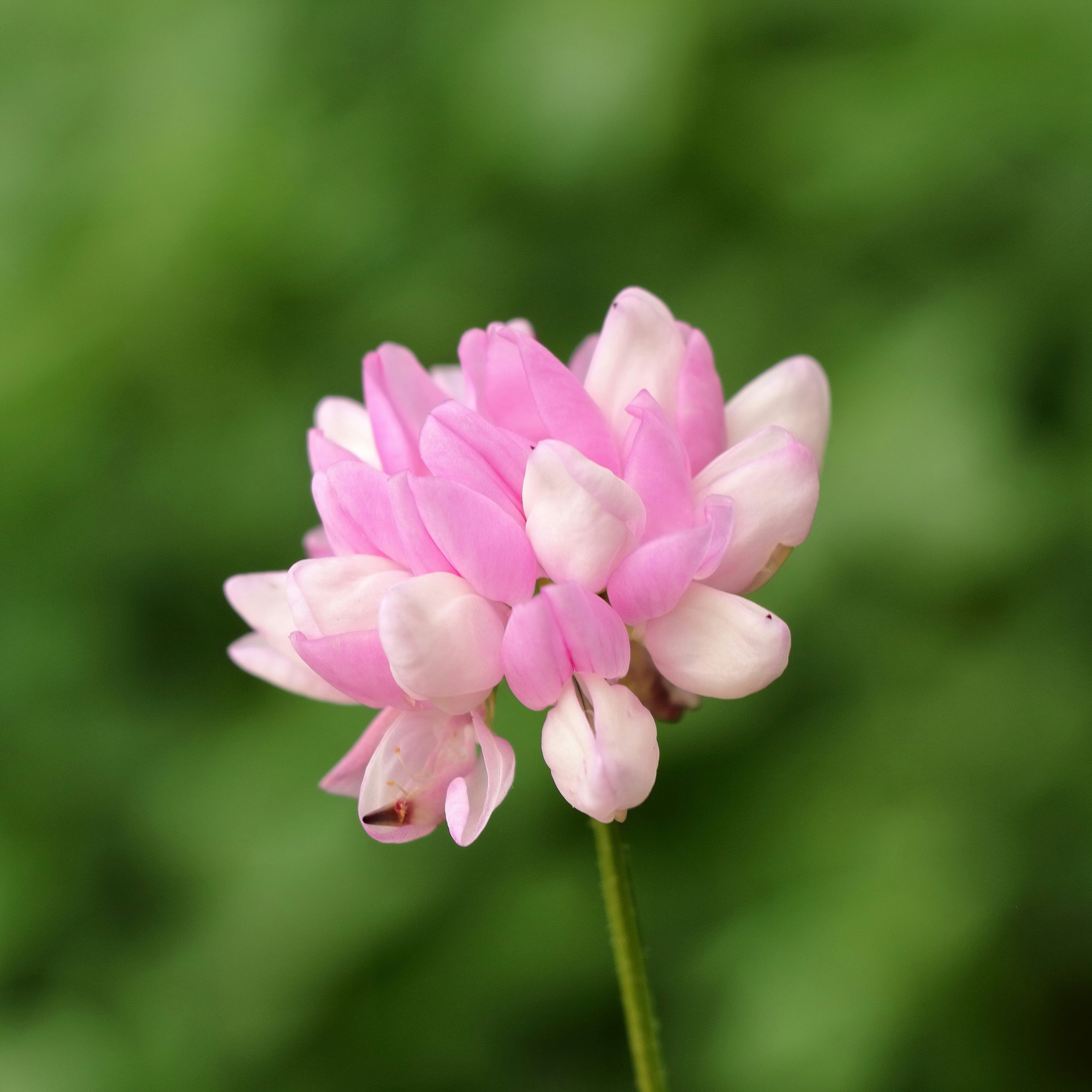 Petal Crown: A Pink Clover Bloom Reaching for Light