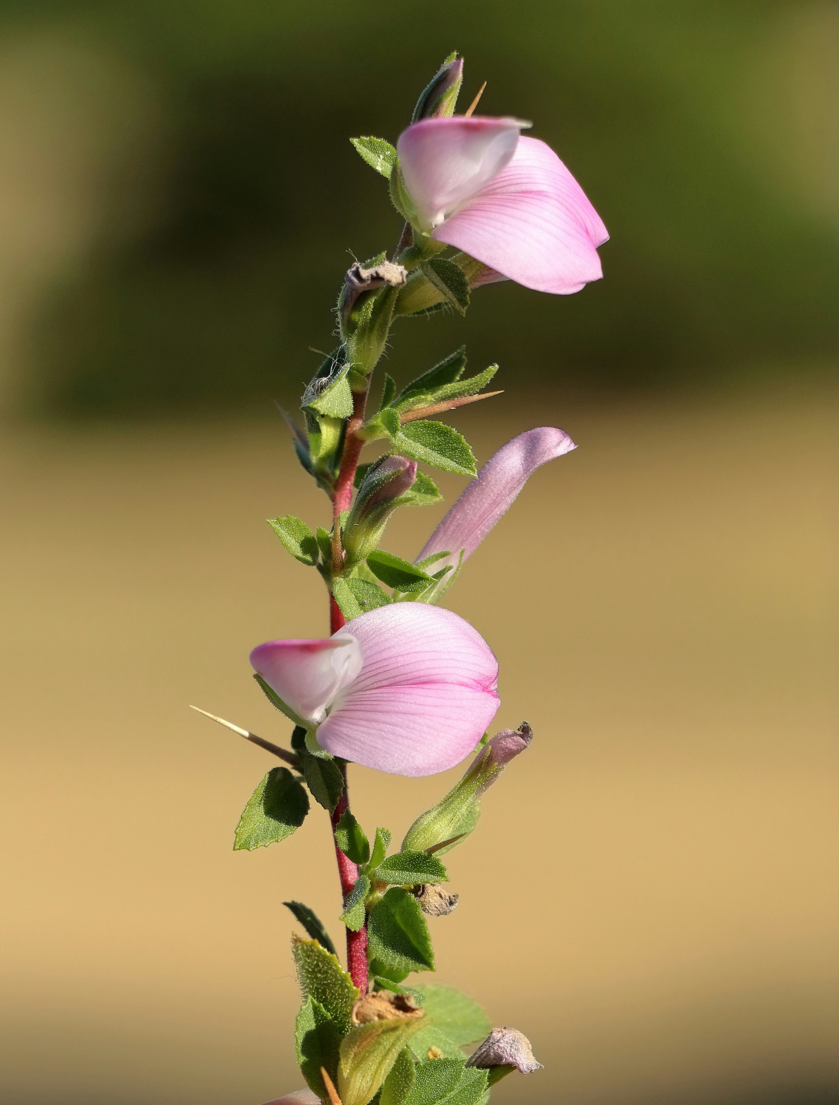 Pink Lupine Spike Reaching for Warm Evening Light