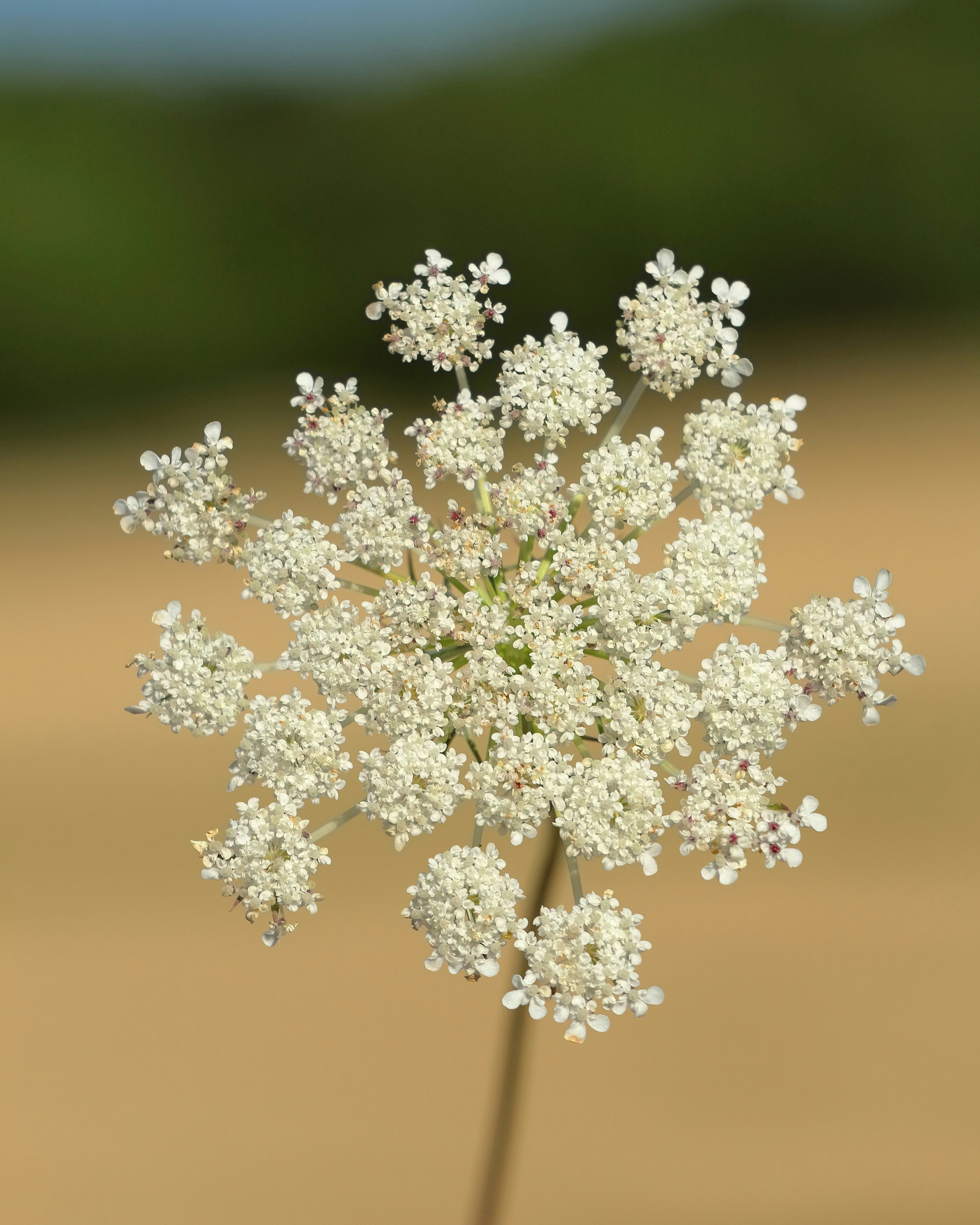 Queen of Umbel: White Florals Basking in Soft Backdrop Light
