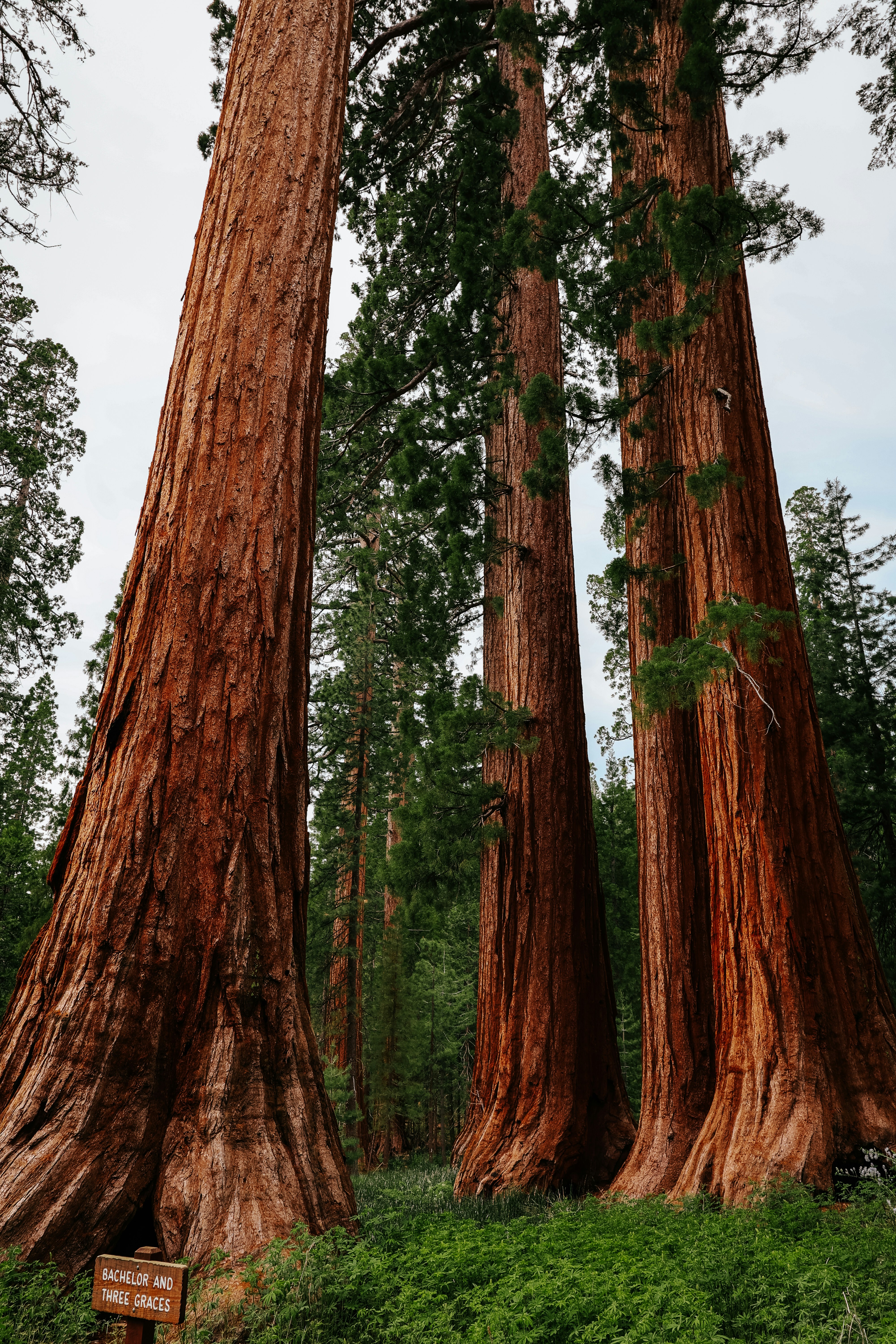 Giant Sequoias Rise: A Forest Cathedral of Trunk and Light