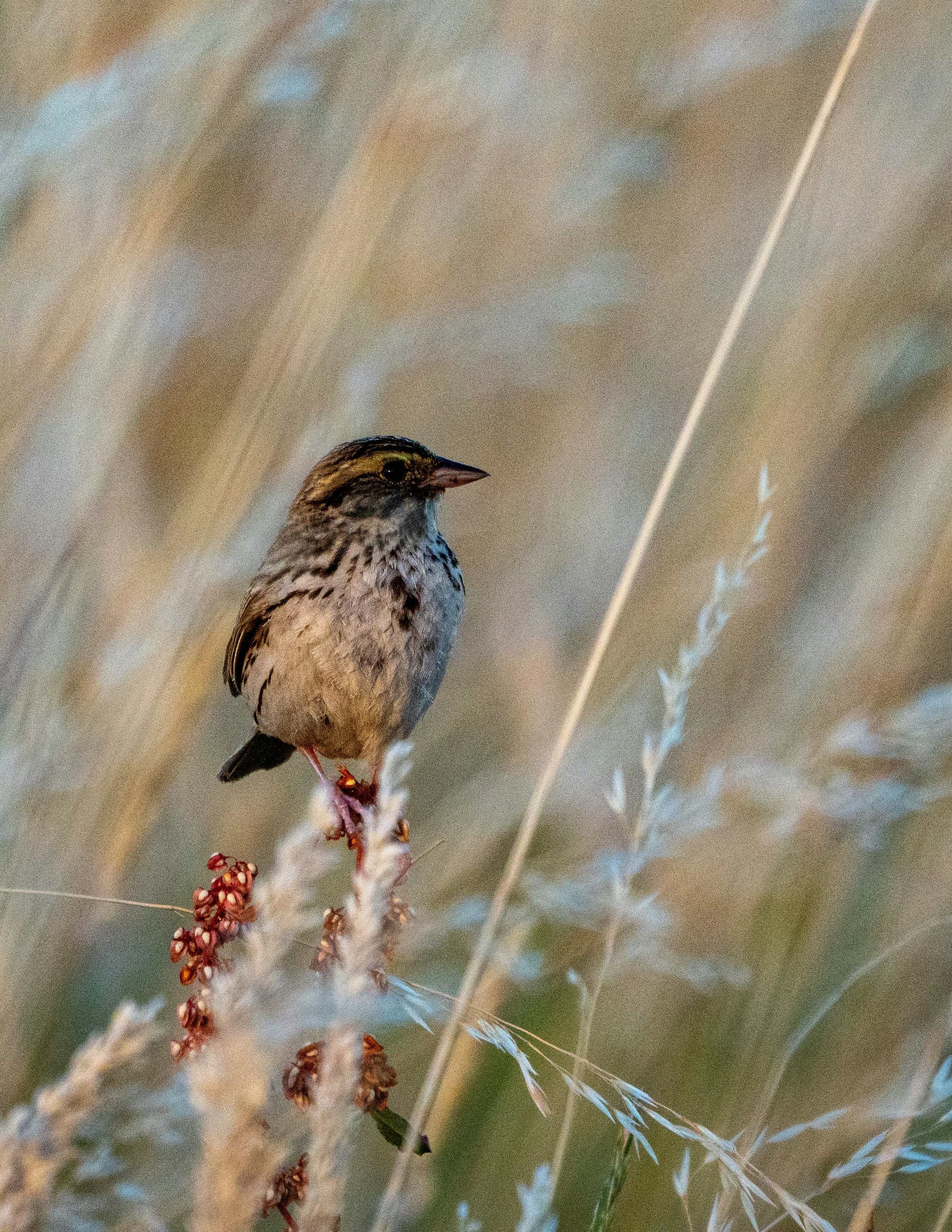 Perched in Wild Grass: A Scrubland Songbird in Soft Backlight