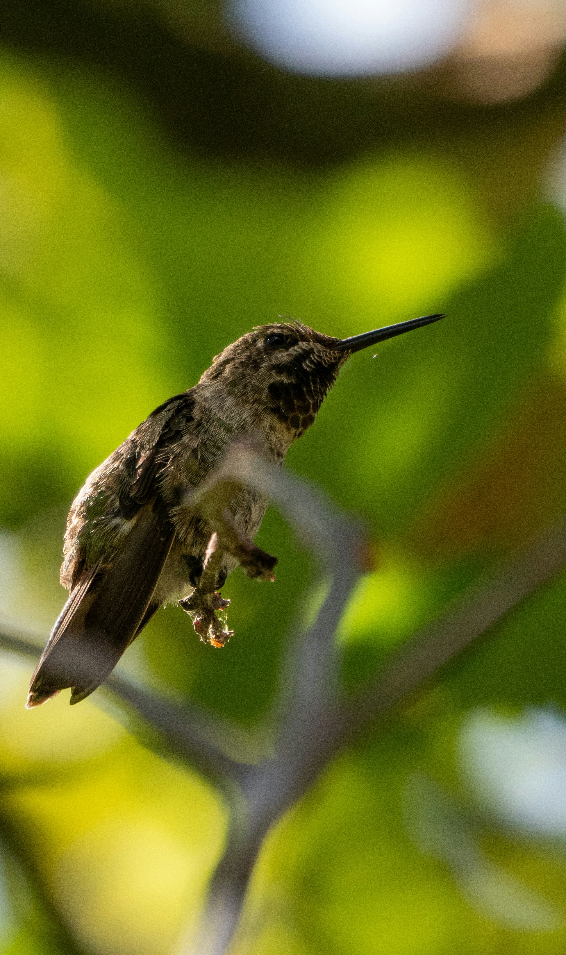 Hummingbird in Profile: A Needle-Nosed Pause Amid Sunlit Foliage